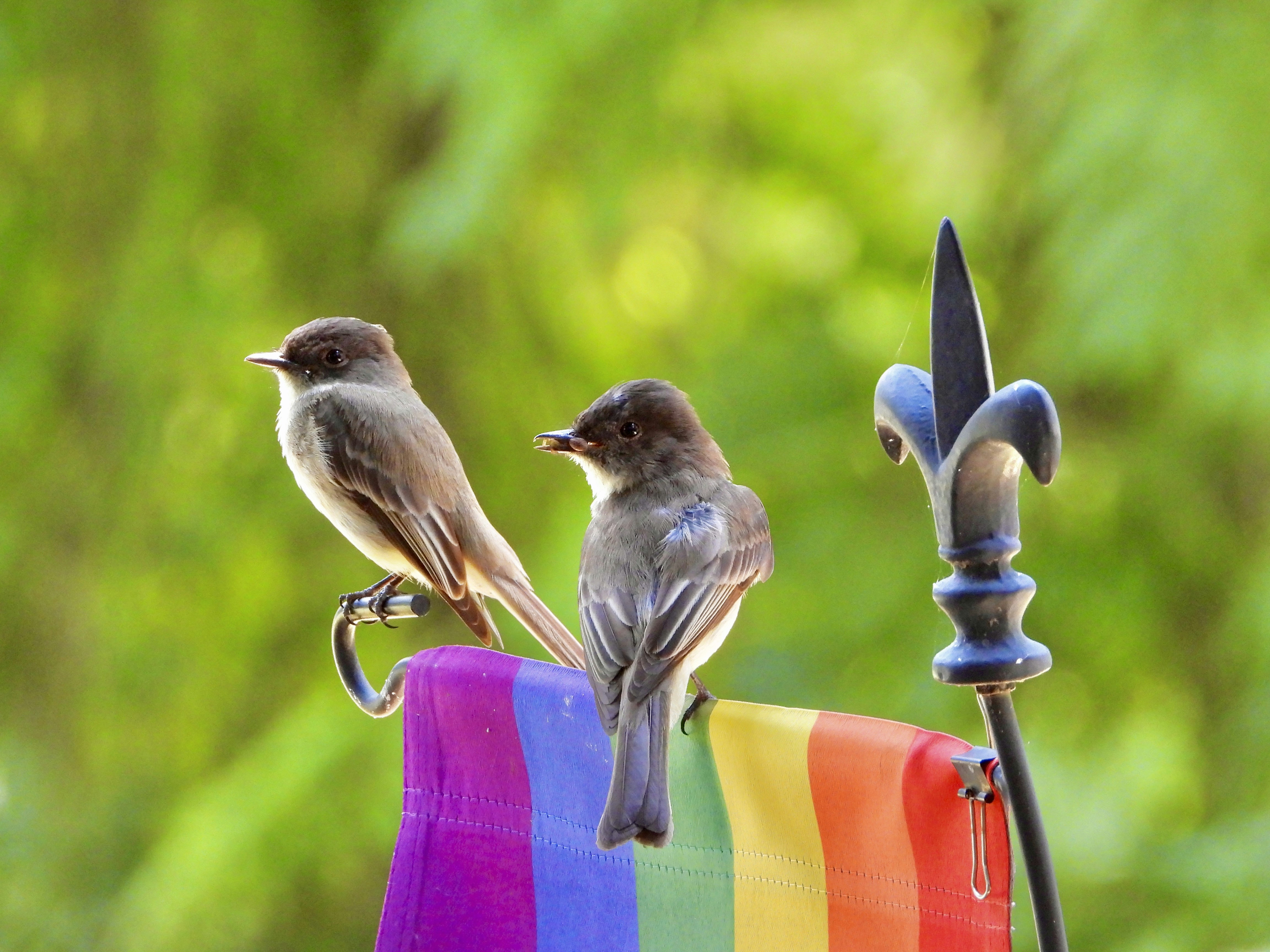 Photo by Paula Robinson with Nikon Coolpix P1000