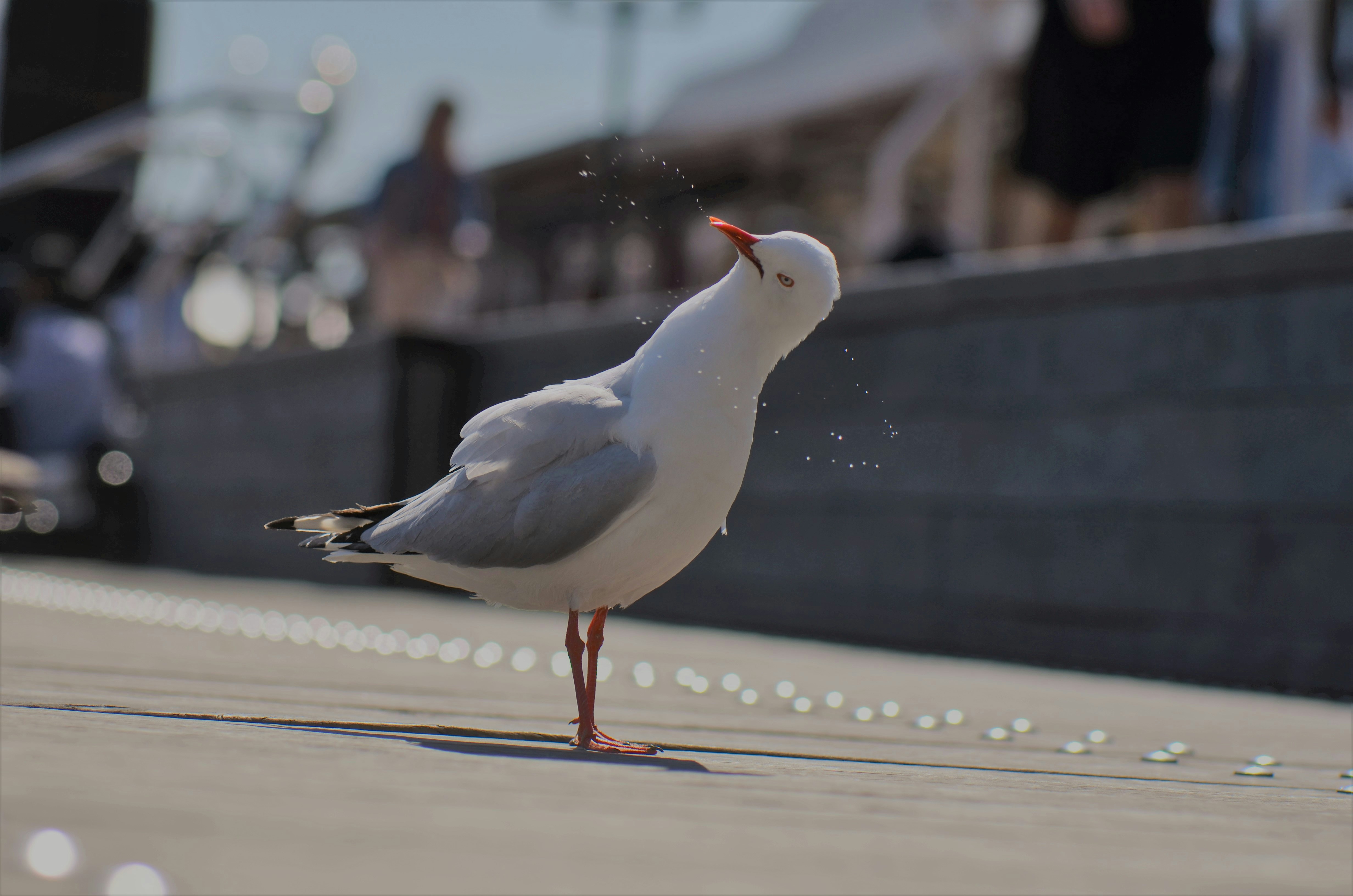 a seagull on the dock, fling water off its body
