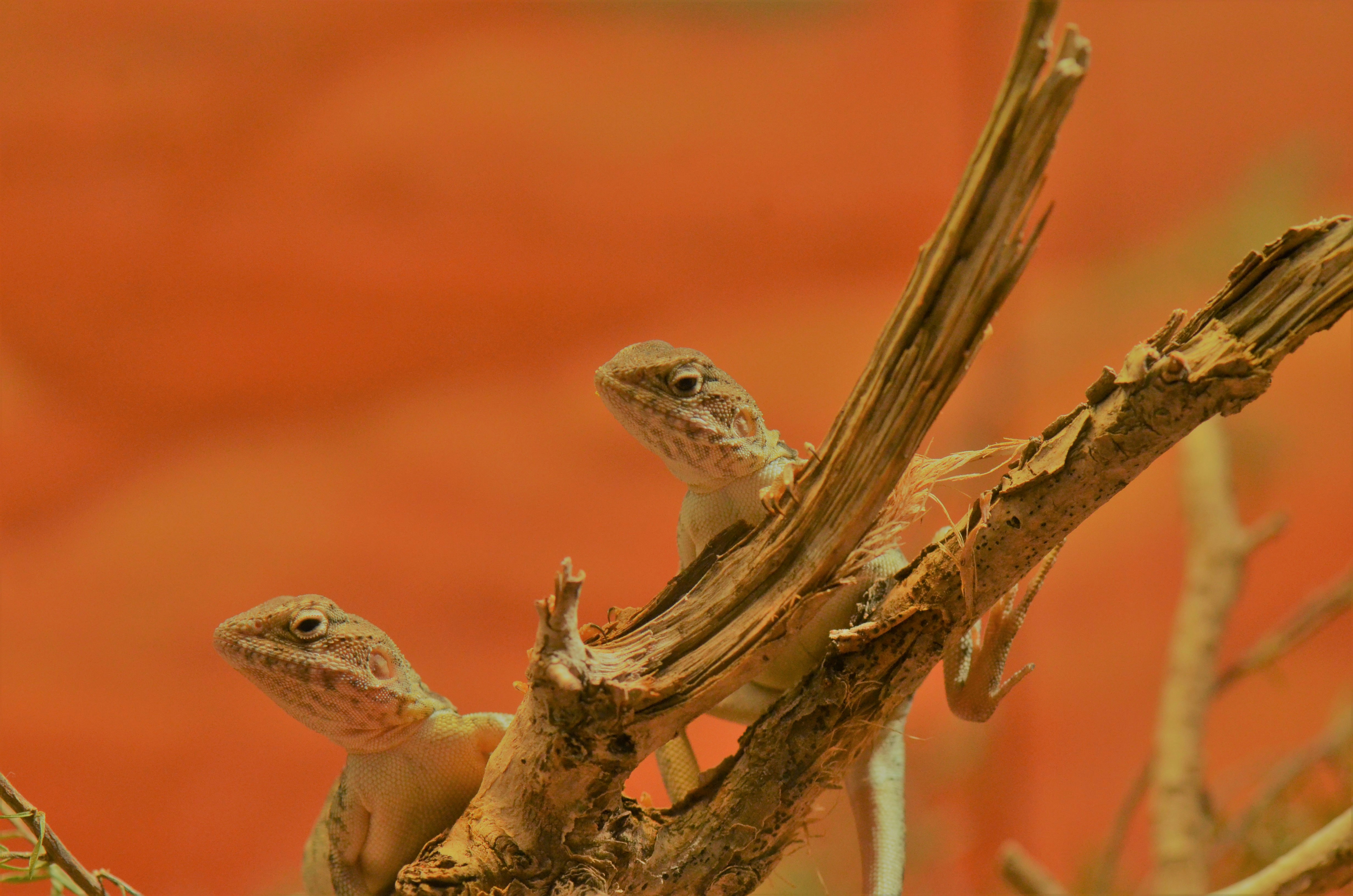 Twin Lizard Sentinels Perched on a Weathered Branch Against an Ember-Orange Backdrop
