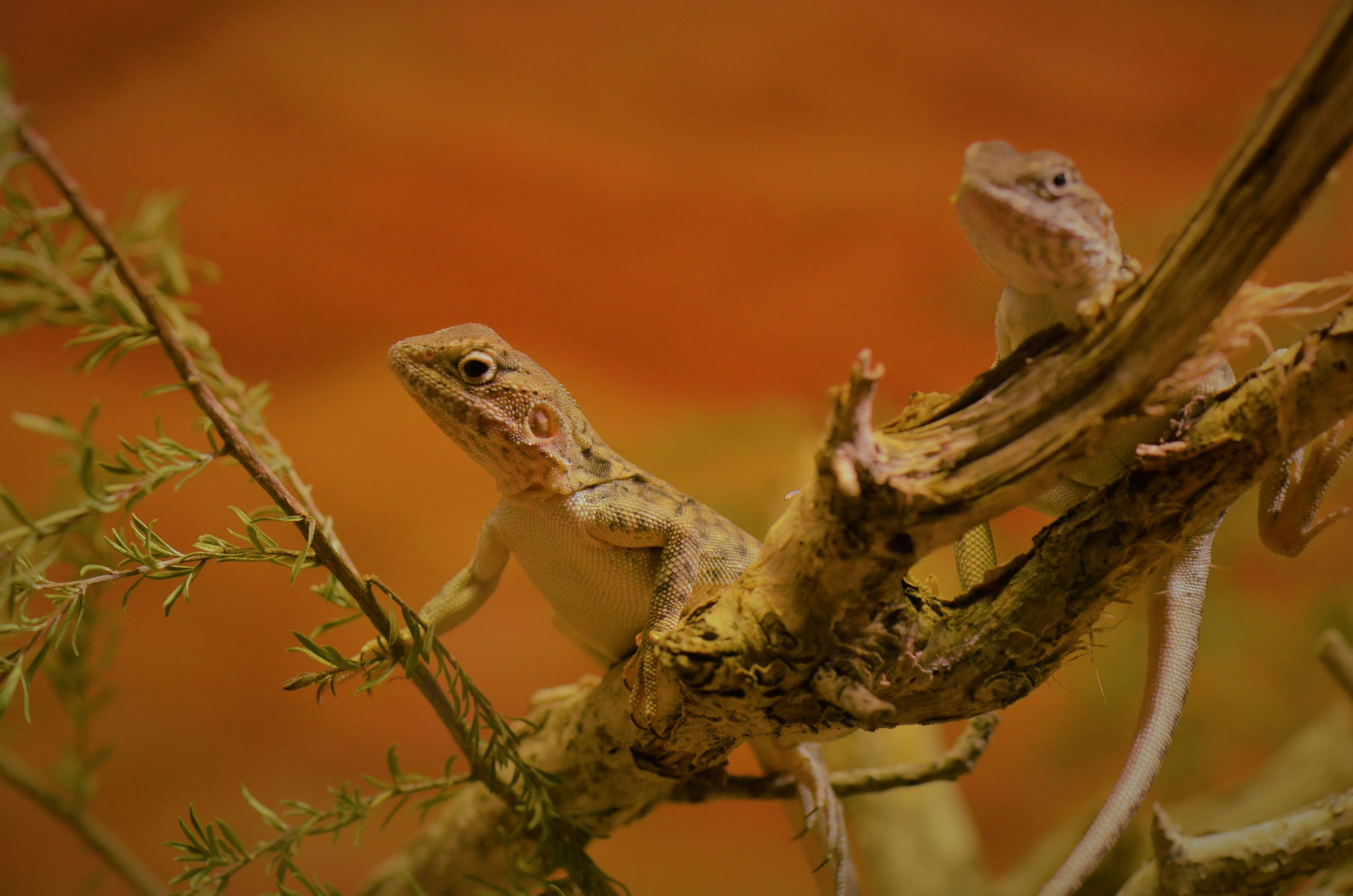 Two Desert Lizards Basking Amid Orange-Tinted Branches
