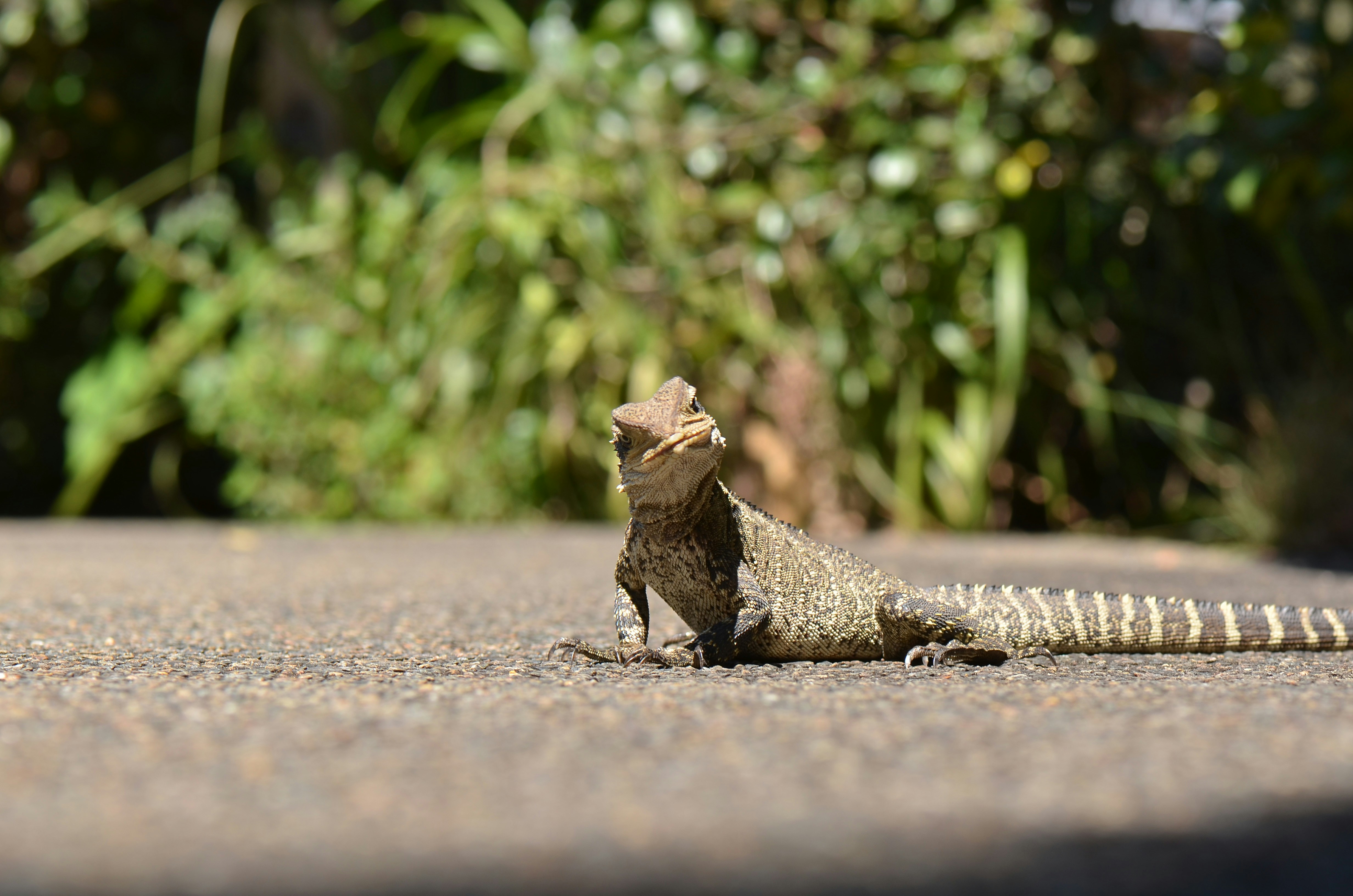 Sun-Warmed Sentinel: A tiny lizard on a sun-baked pavement