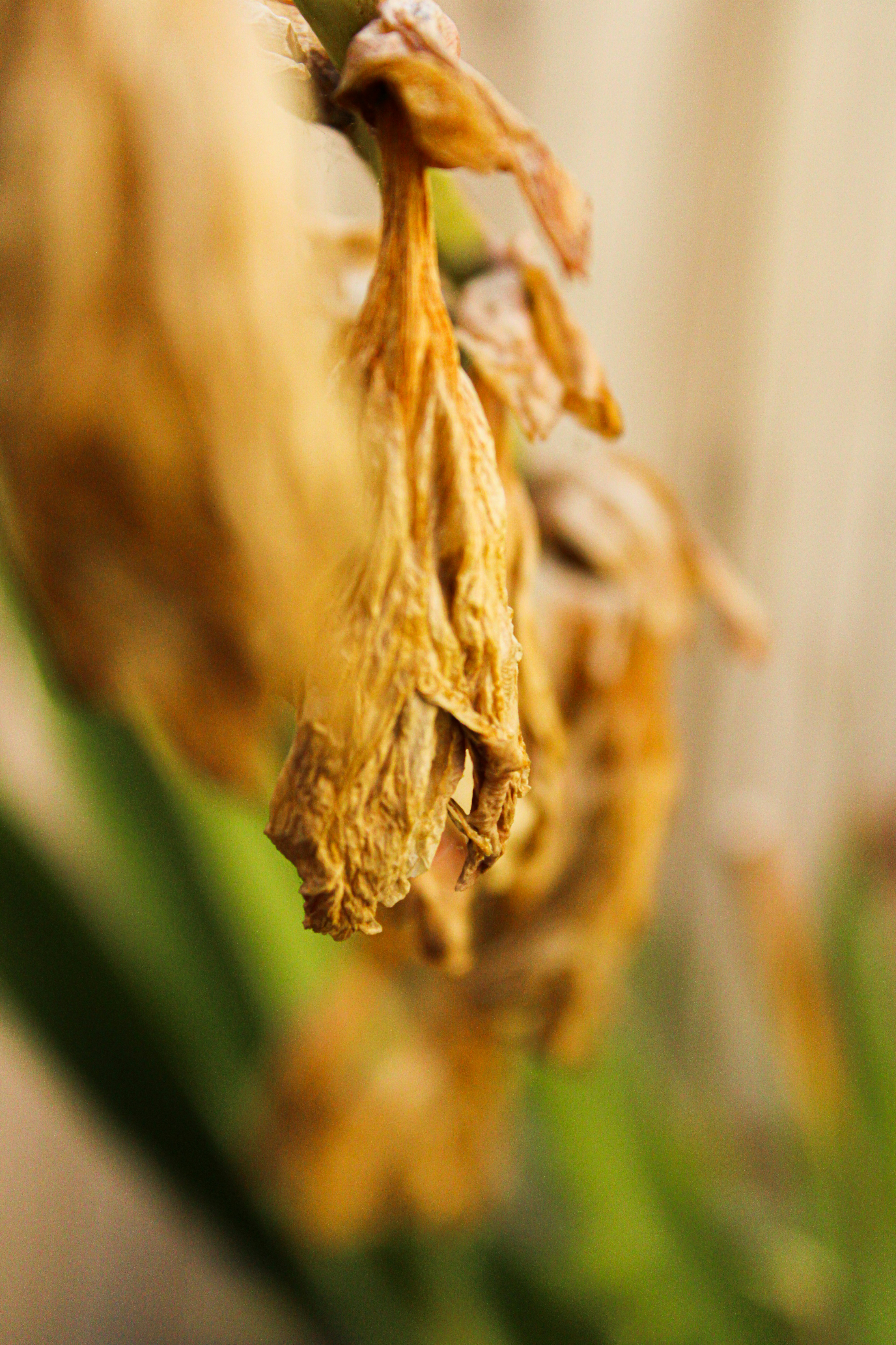 Dried flower petals swaying gently, captured in a soft focus against a blurred green backdrop. The image highlights the delicate textures of decay.