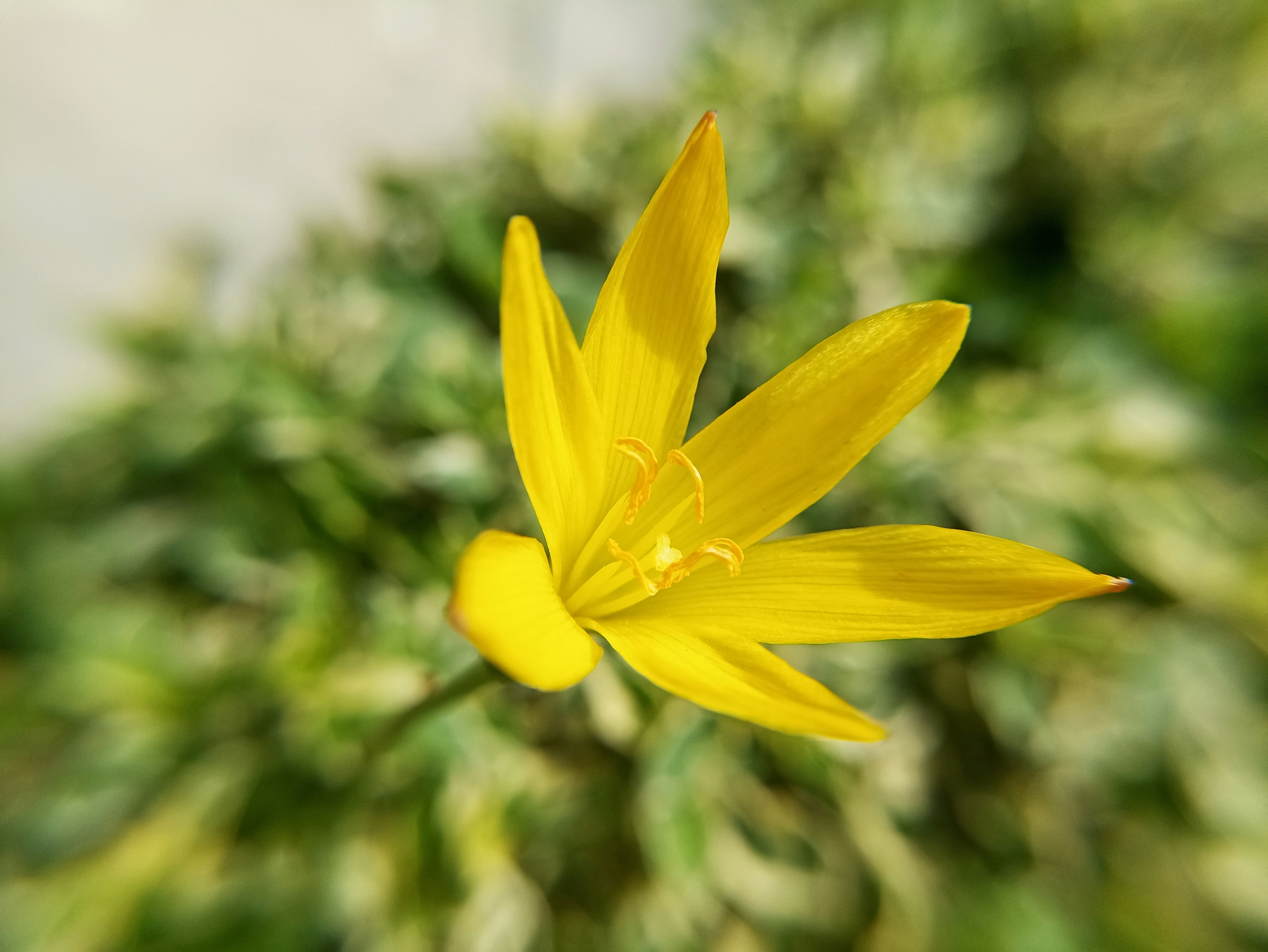 Vibrant yellow daylily in sharp focus against a creamy, blurred green backdrop.
