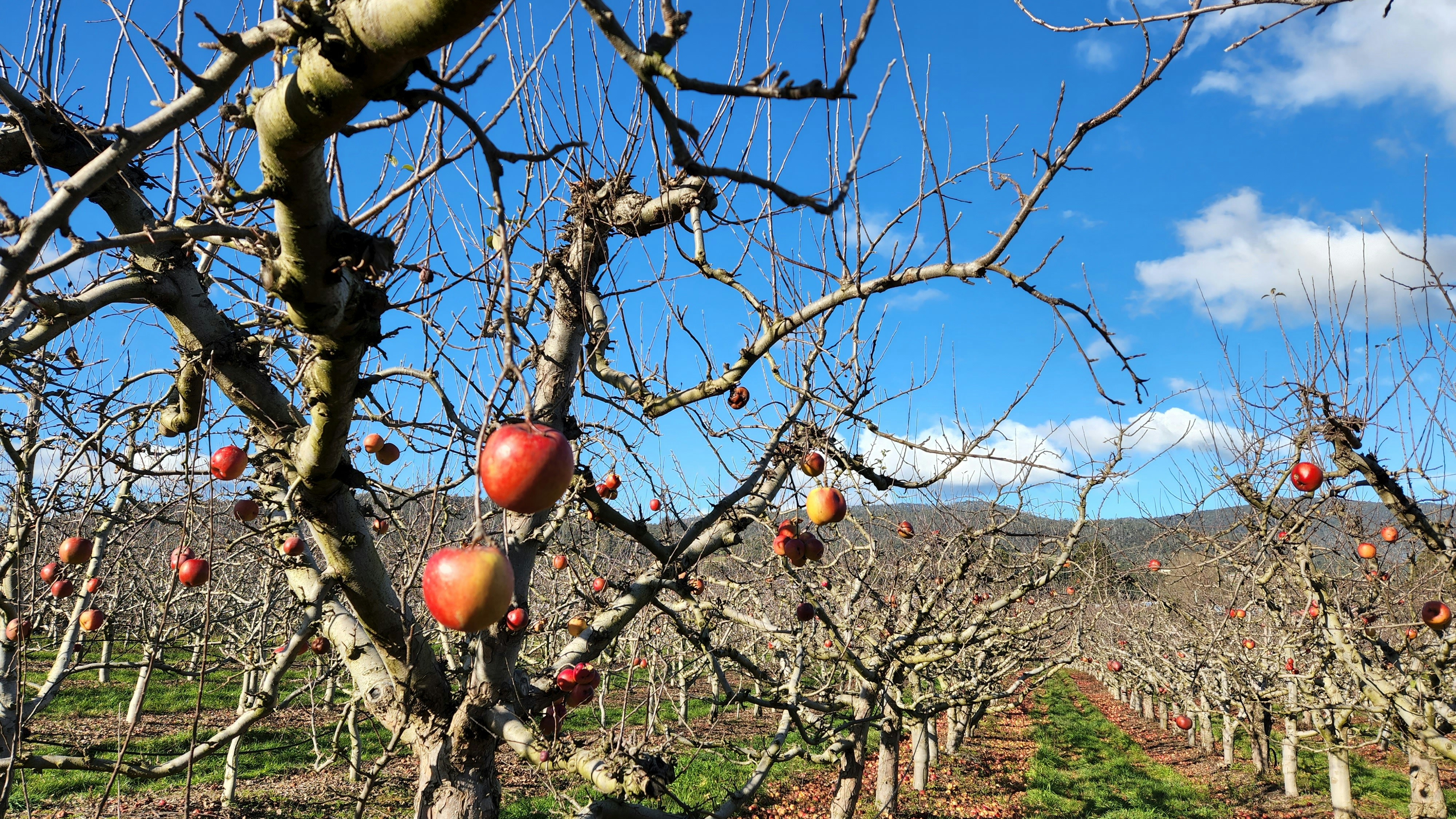 Crimson Orbs in a Winter Orchard Row