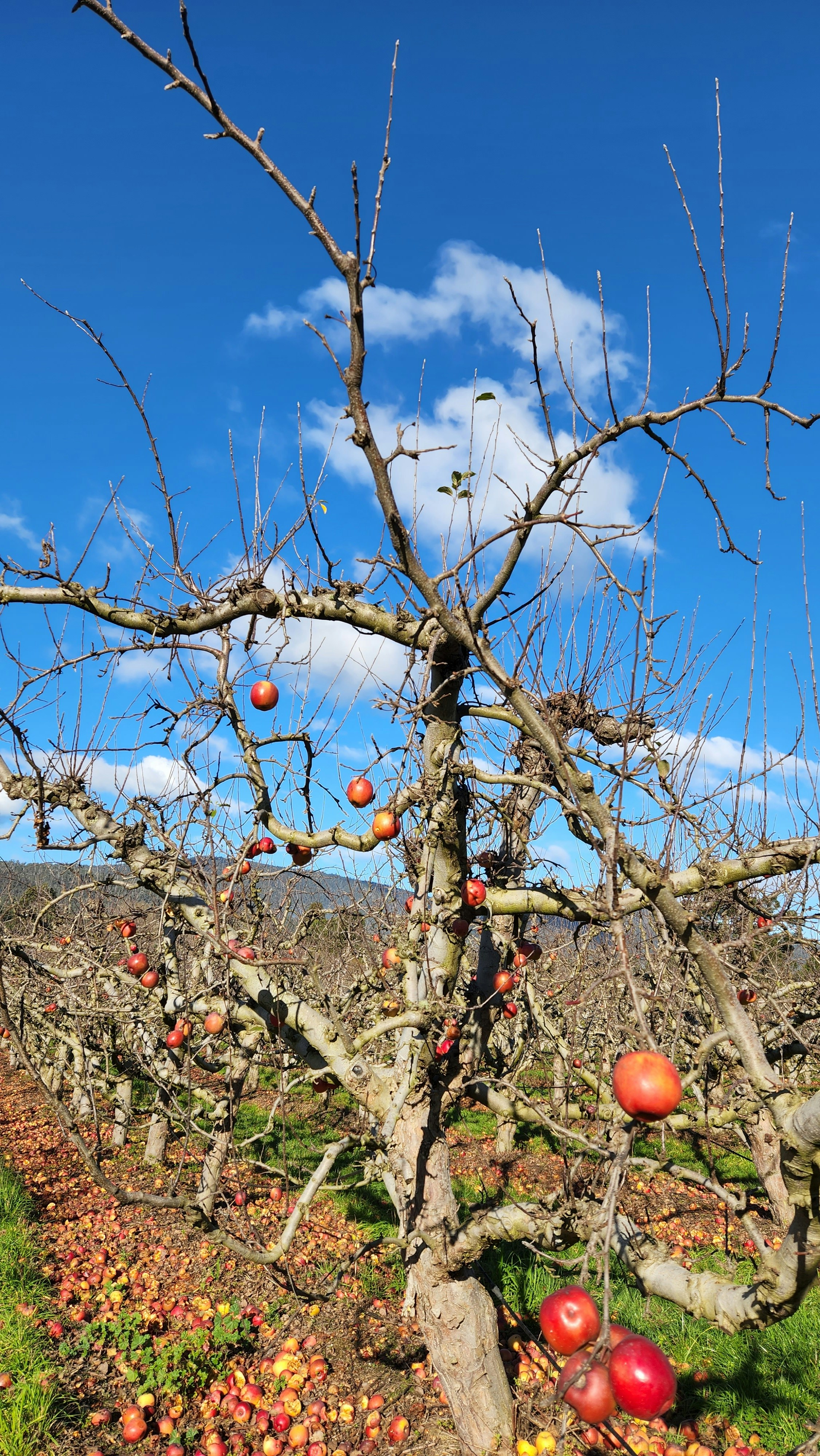Un arbre avec beaucoup de fruits dessus photo – Image gratuite de ...