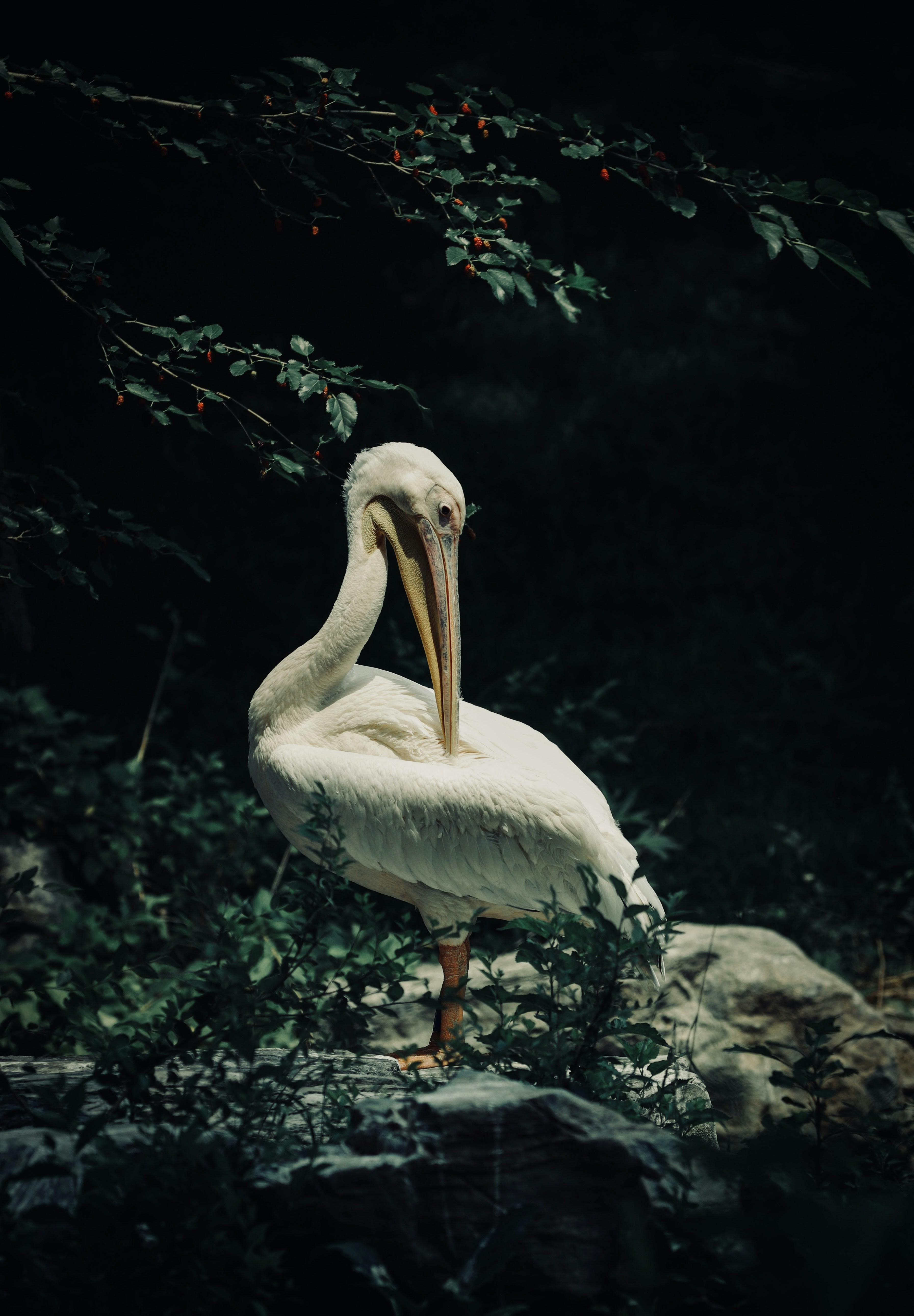 A white pelican stands gracefully on a rock, surrounded by lush greenery and shadowy foliage. The bird's distinctive bill and serene posture evoke a sense of calm.