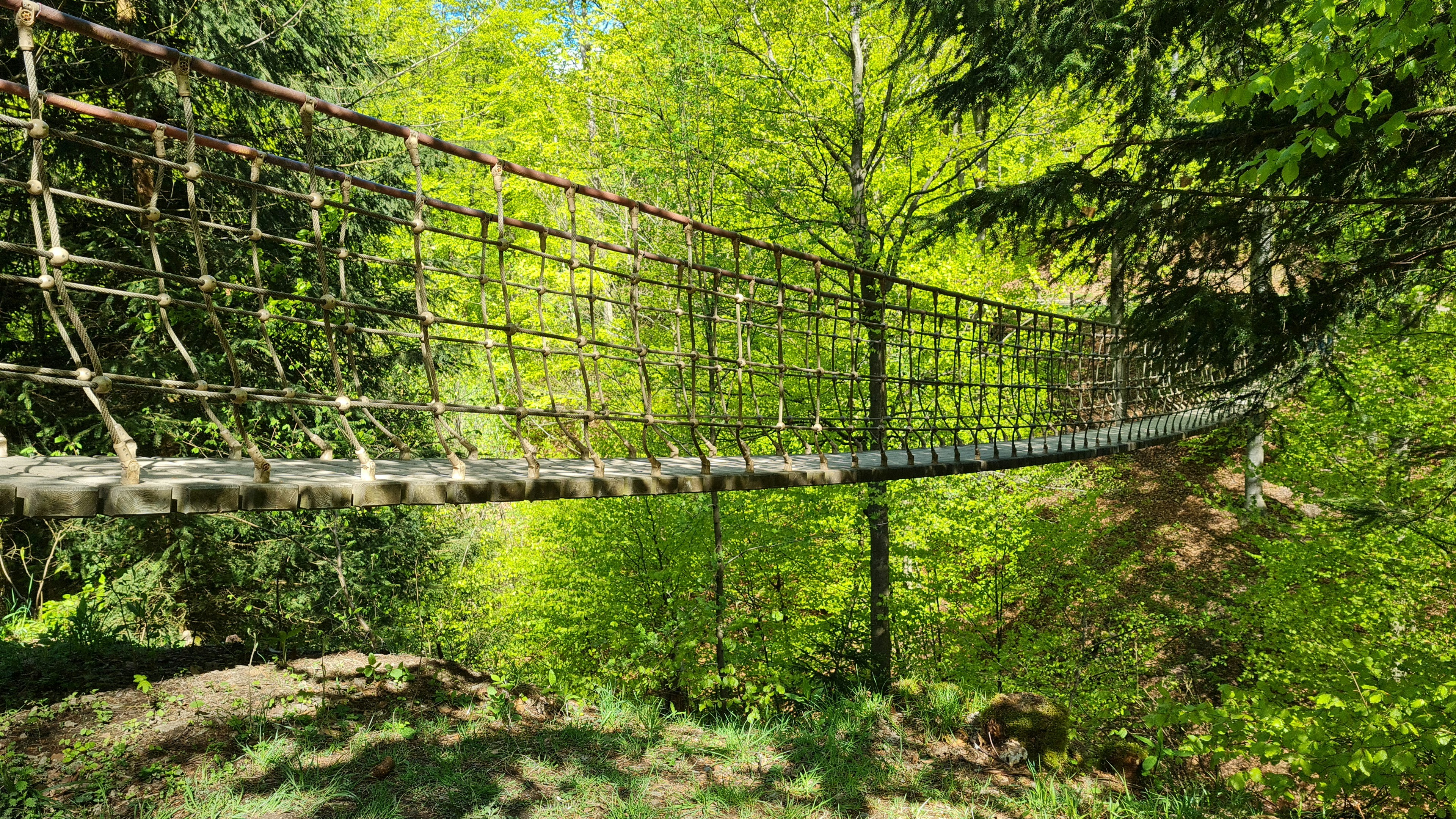 Verdant Crossing: sunlit rope bridge weaving through a forest canopy