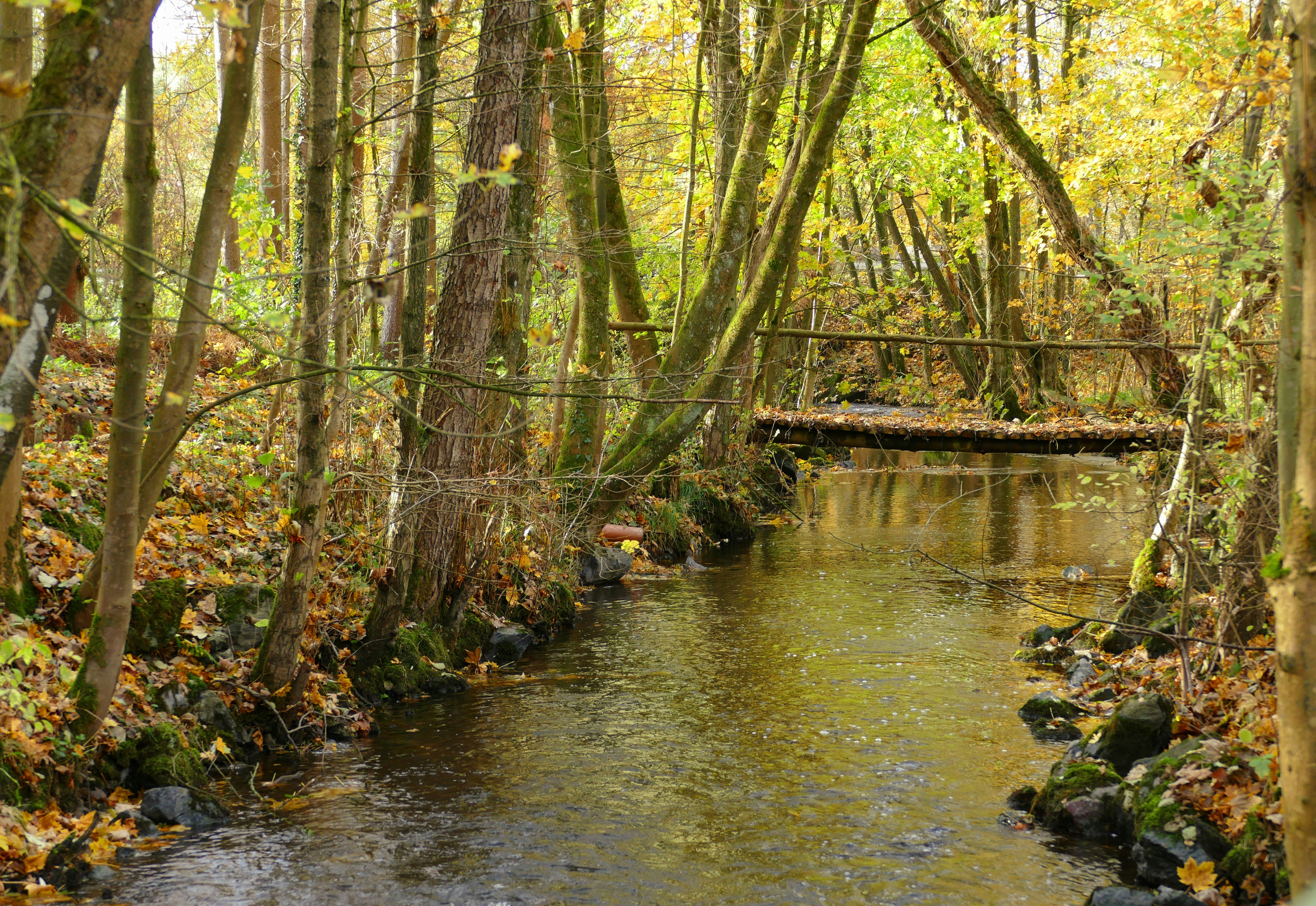 A river with trees and rocks with Congaree National Park in the ...