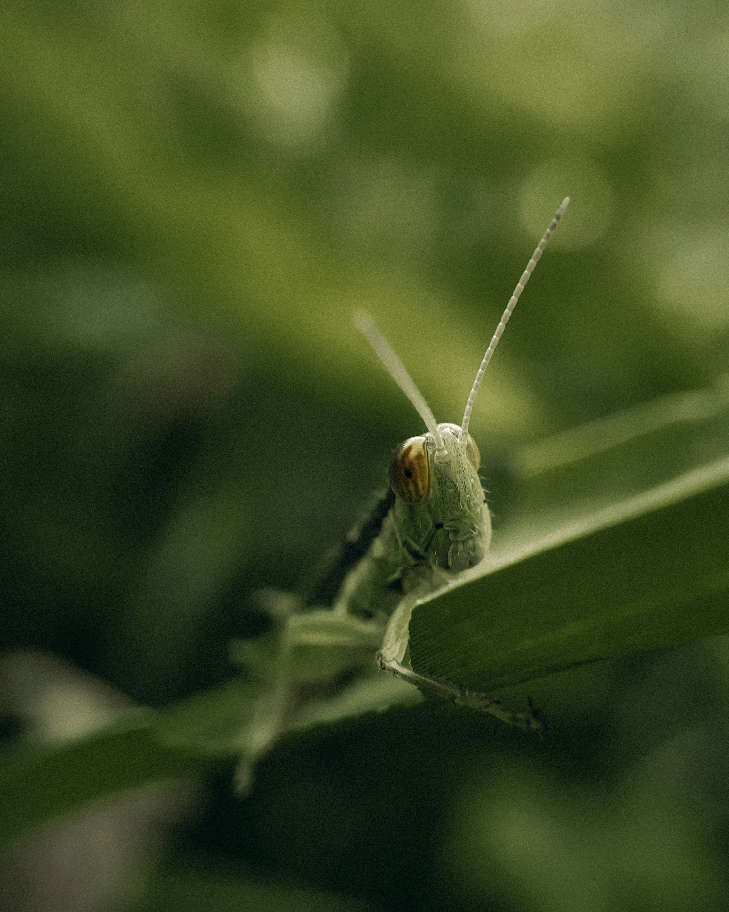 Grasshopper 
