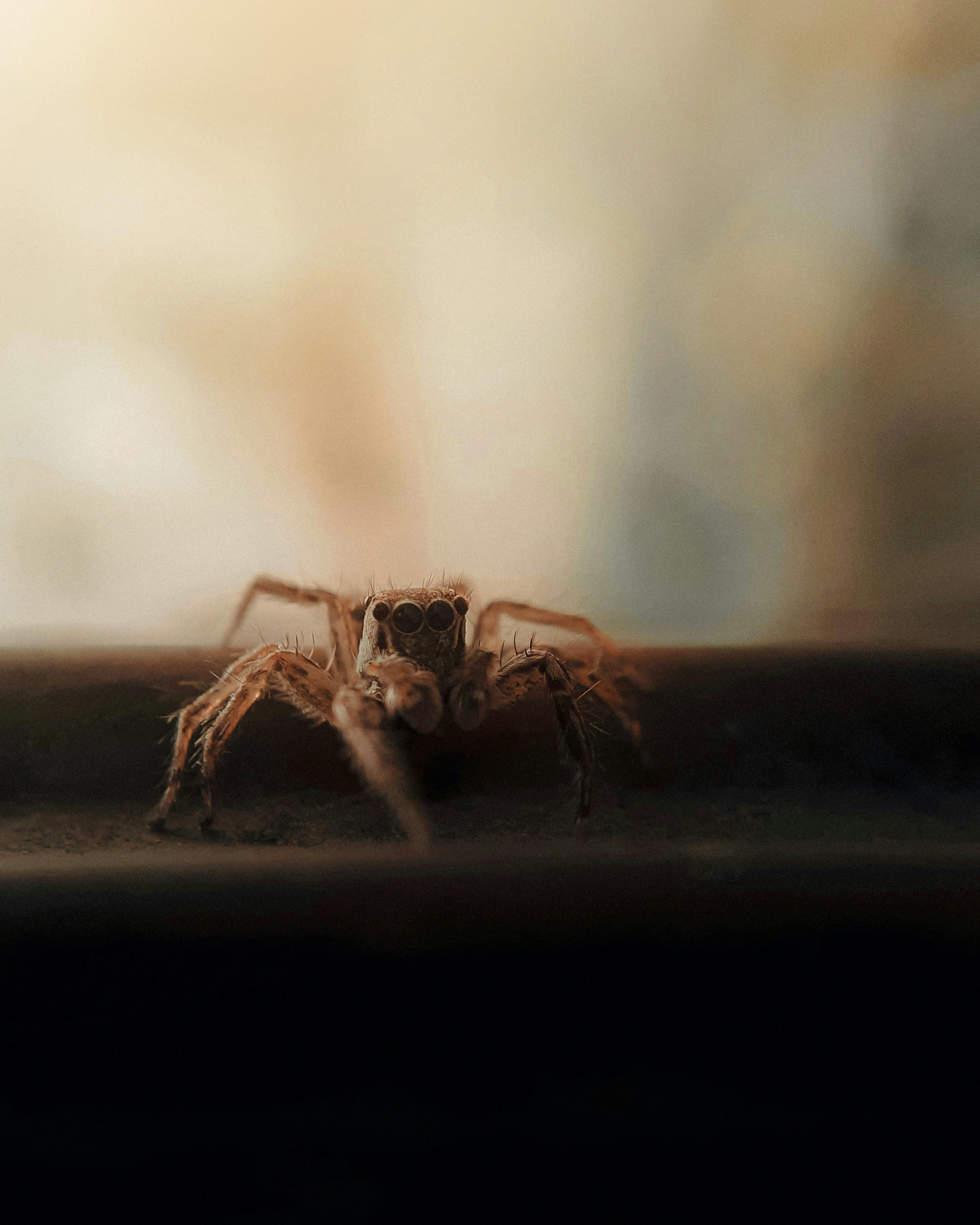 Close-up of a spider perched on a surface, showcasing intricate details of its eyes and legs. The background features a soft blur, enhancing the spider's prominence.
