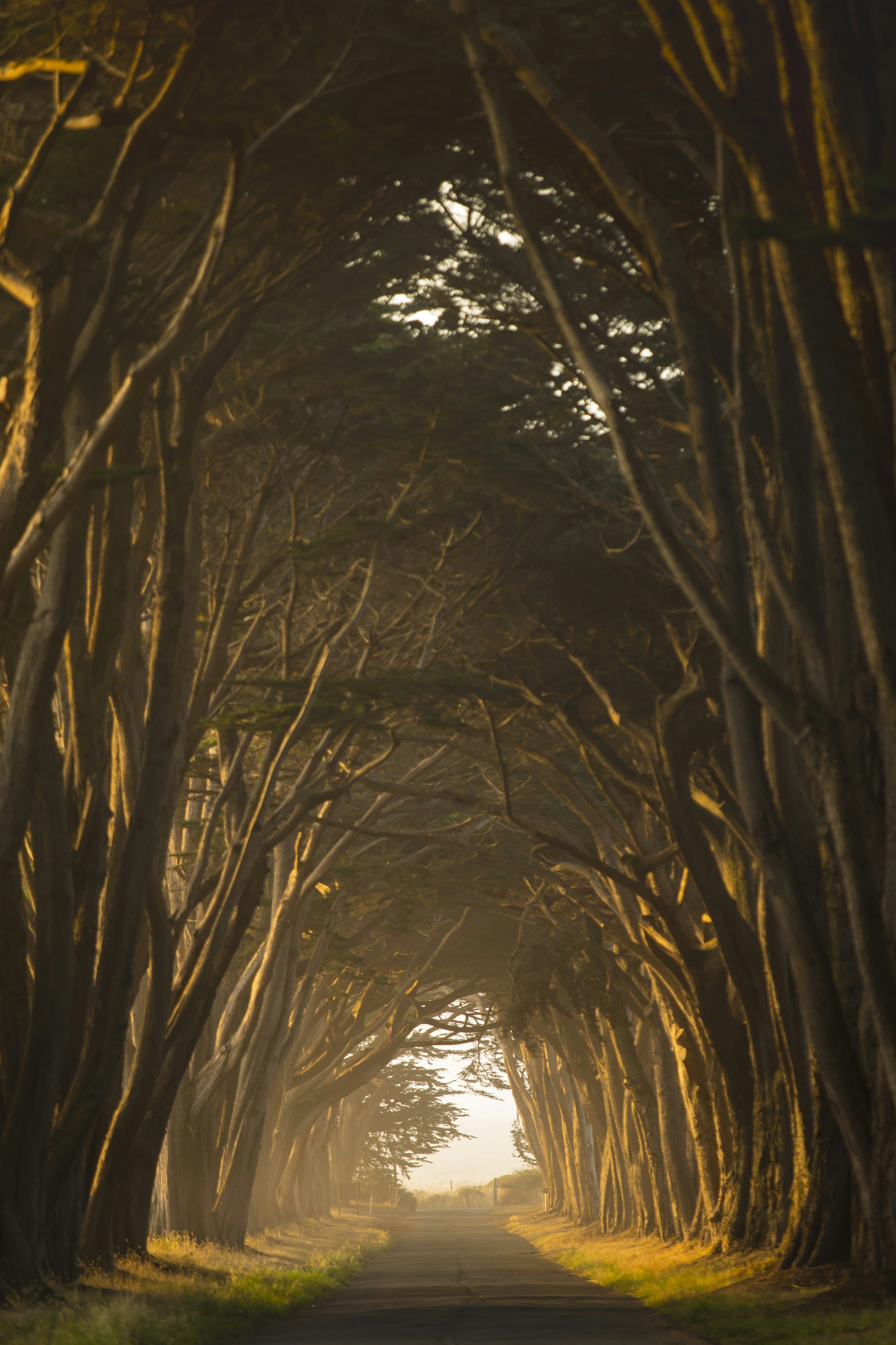 Golden Tunnel Road: A Tree-arched Path to Distant Light