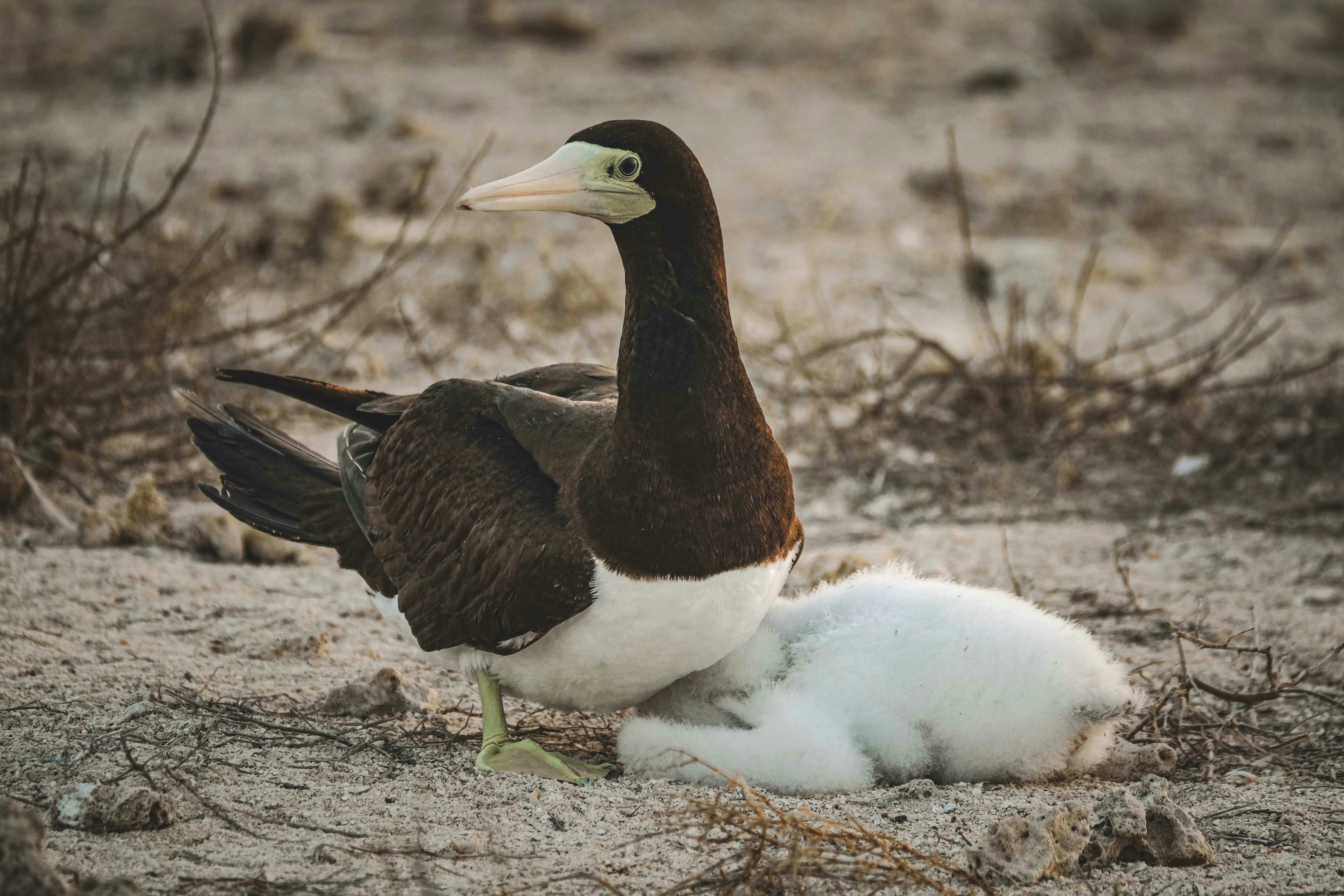 Foto Un pato sentado en el suelo – Imagen Gris gratis en Unsplash