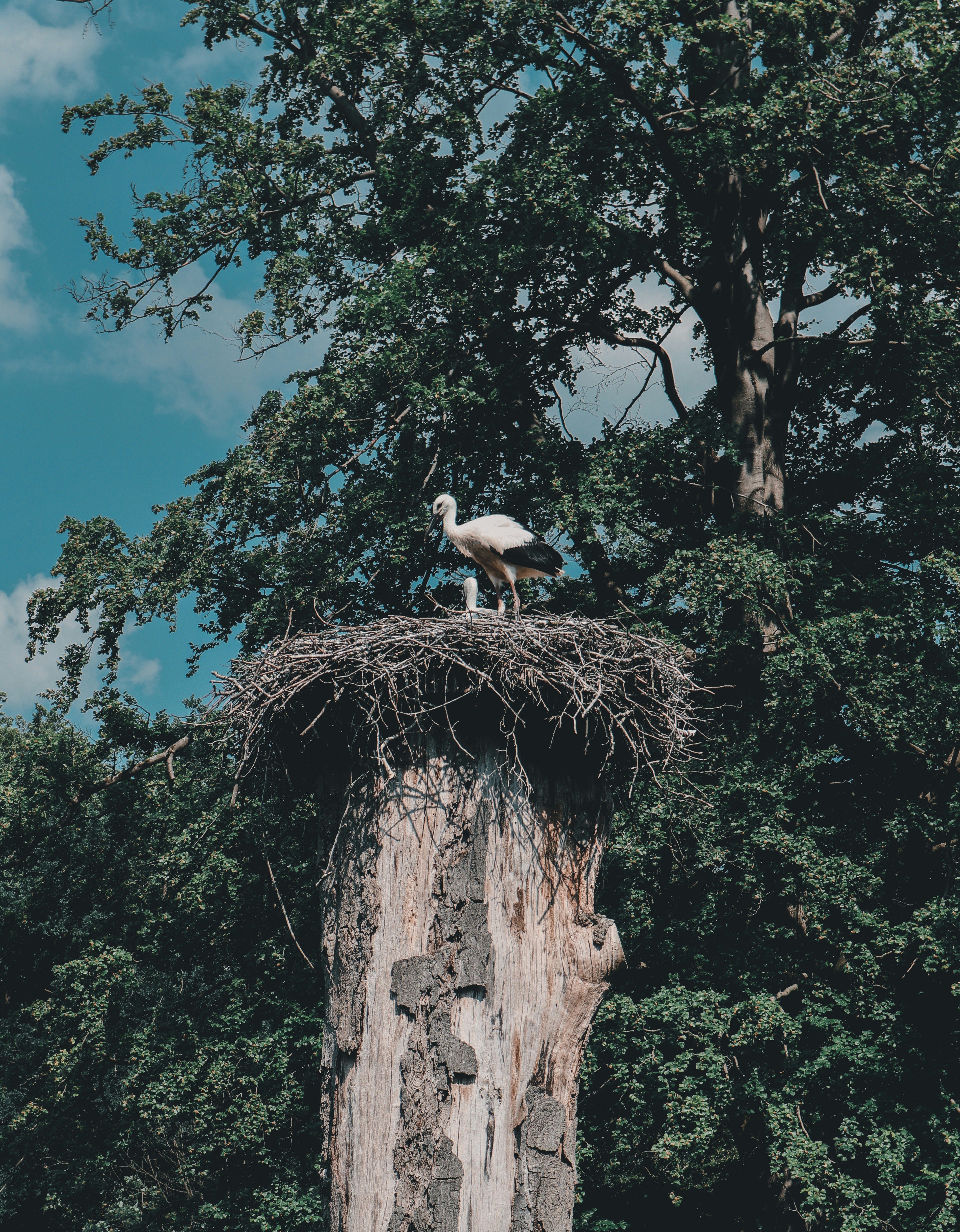 A lone stork's throne: nest atop weathered pillar against a blue sky