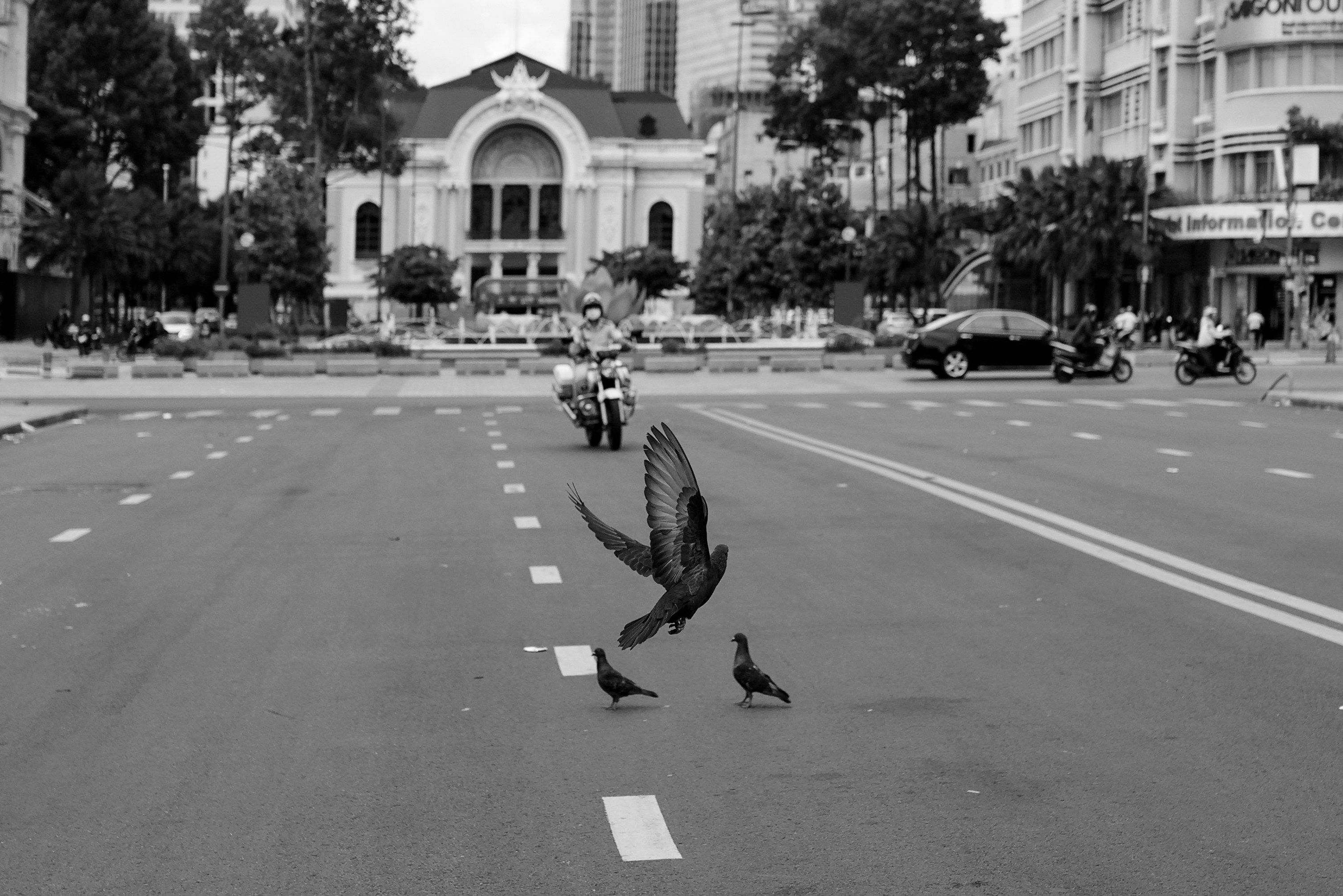Wing Over Asphalt: Pigeons at the City Crossroad