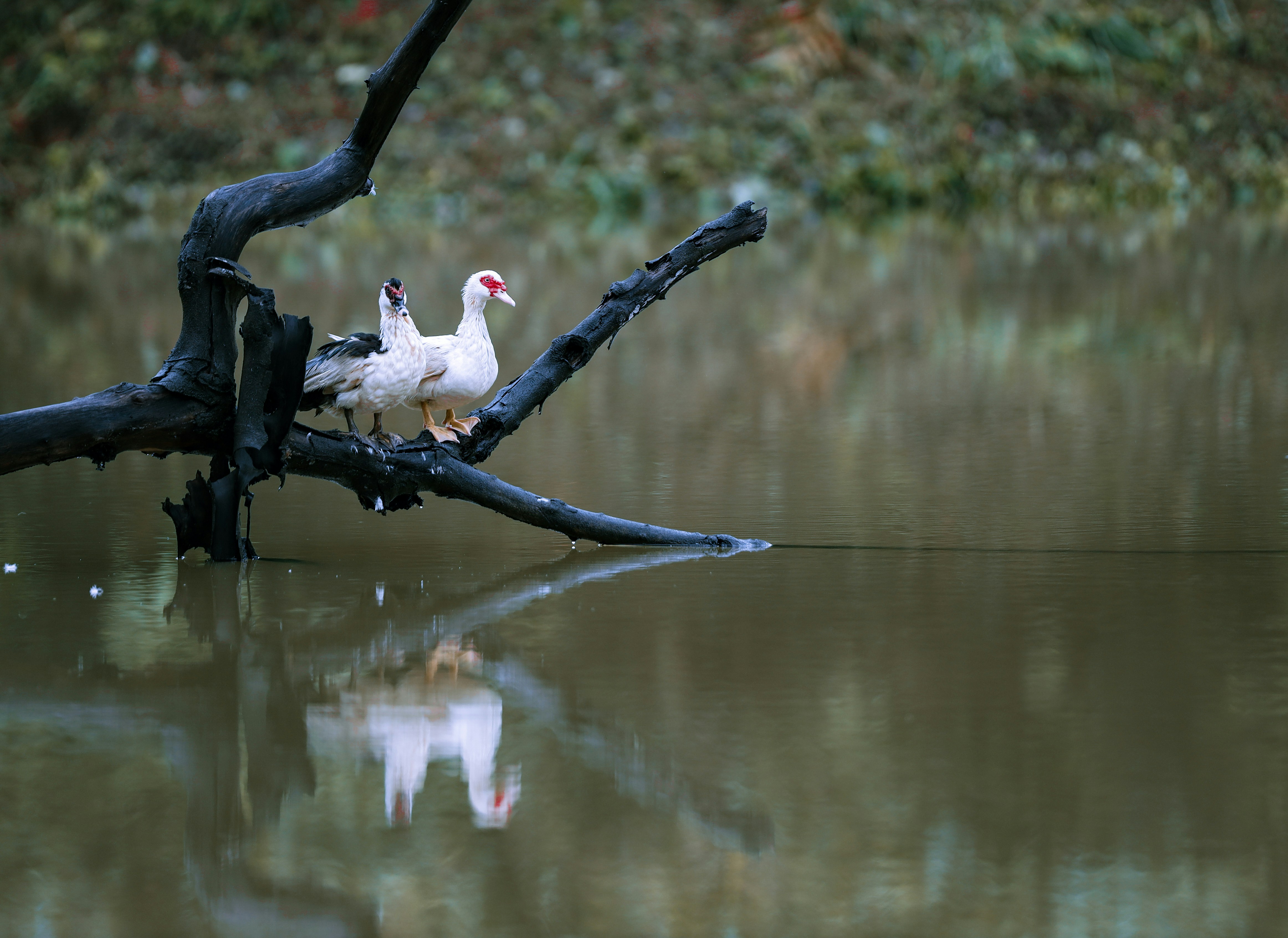 White Ducks on a Silent Drift: Two Call at the Water’s Edge