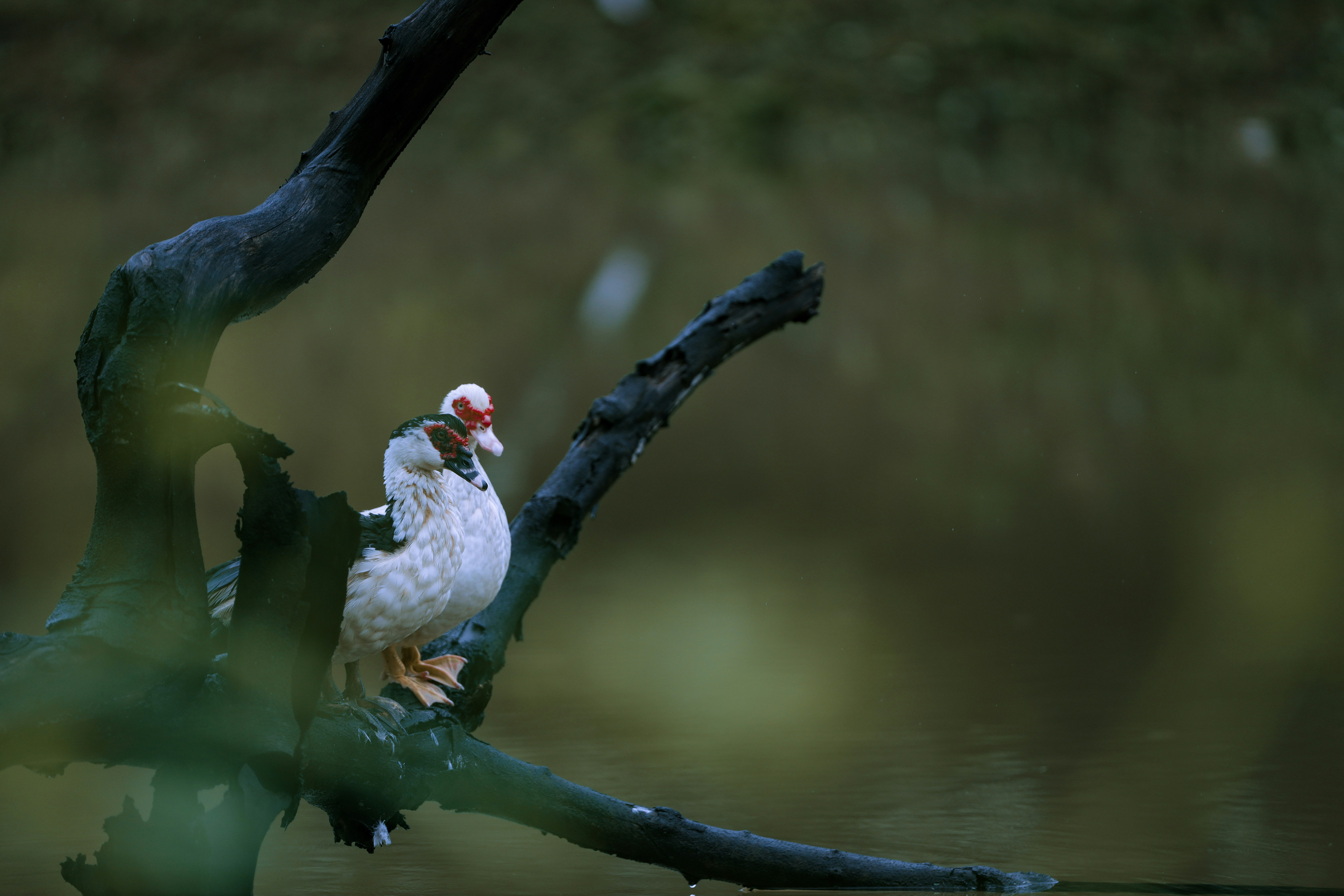 Musk duck resting on a moss-covered log over still water, surrounded by soft, blurred foliage. 