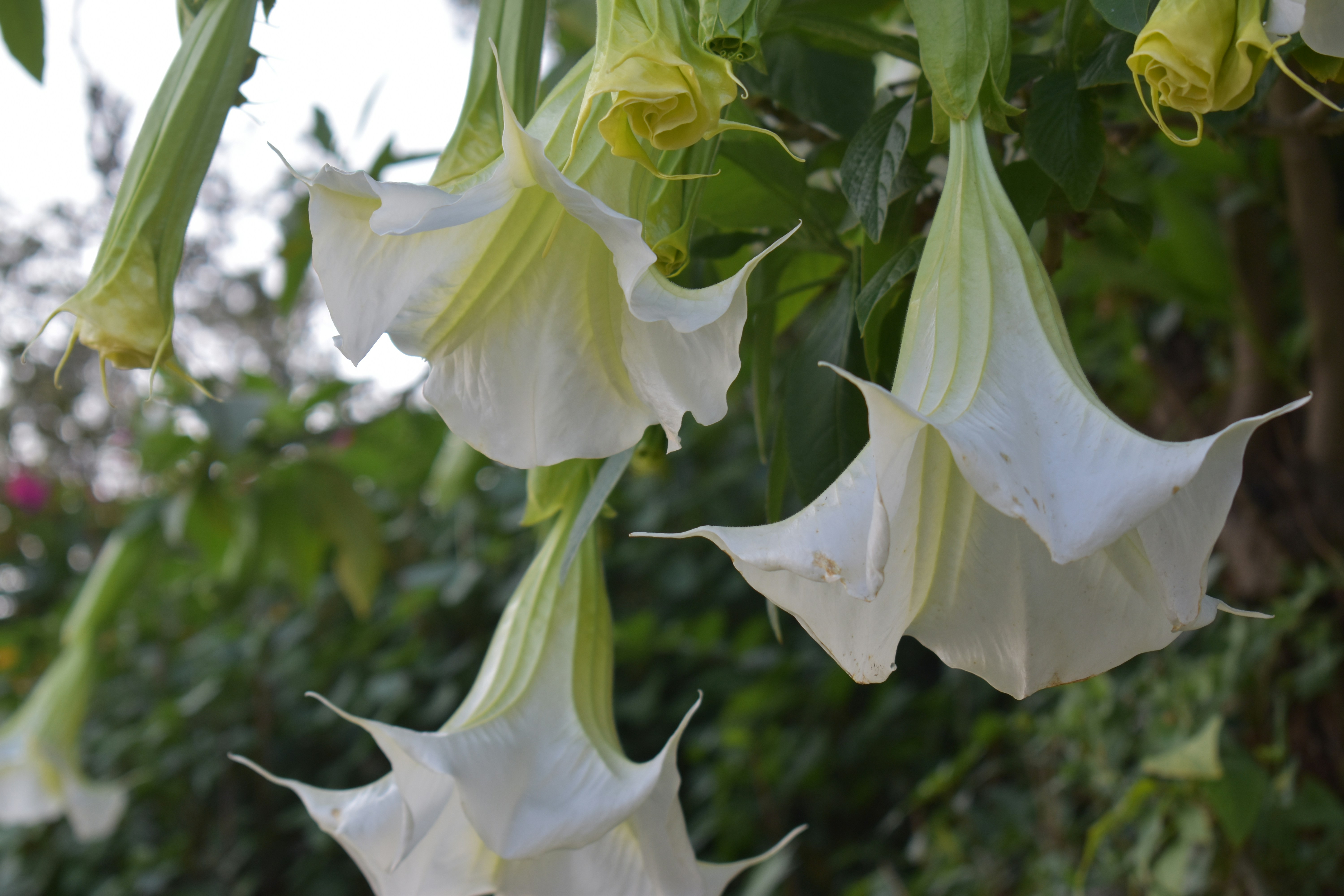 Pendant night-blooming trumpets: white blossoms cascade in a sunlit garden
