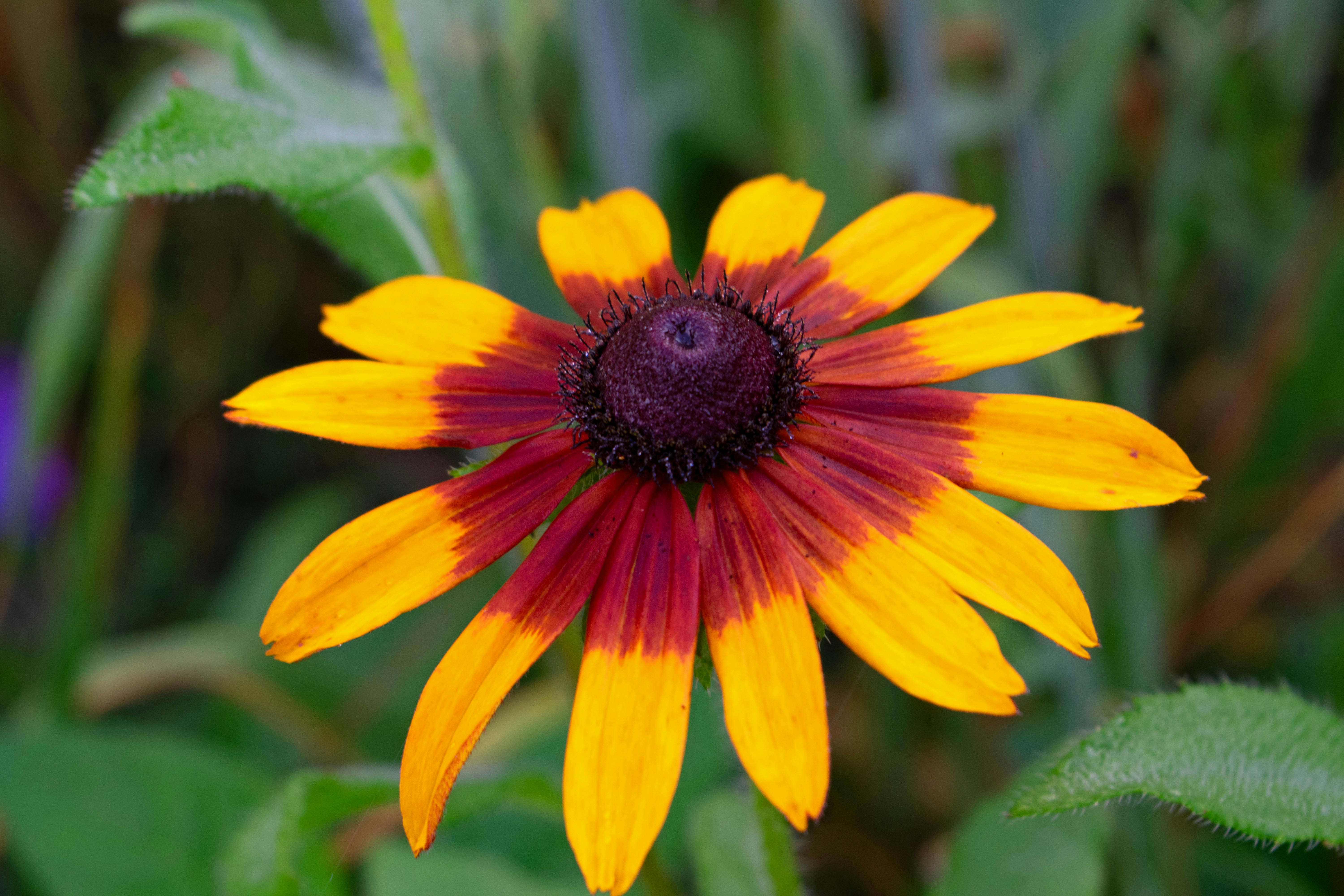 Vibrant yellow and red flower with lush green leaves in a garden setting.