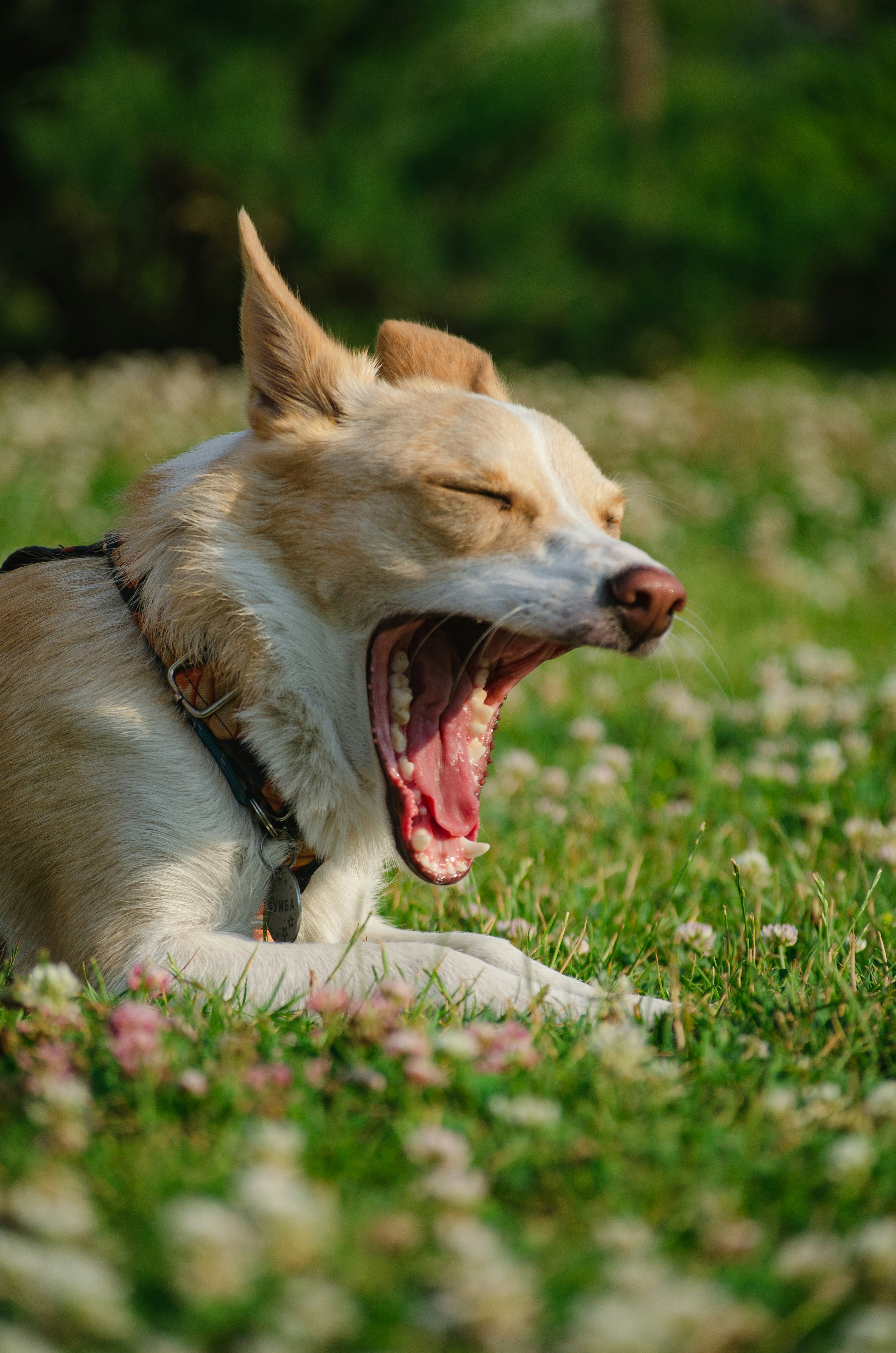 Yawning in the Meadow: a sunlit dog among clover