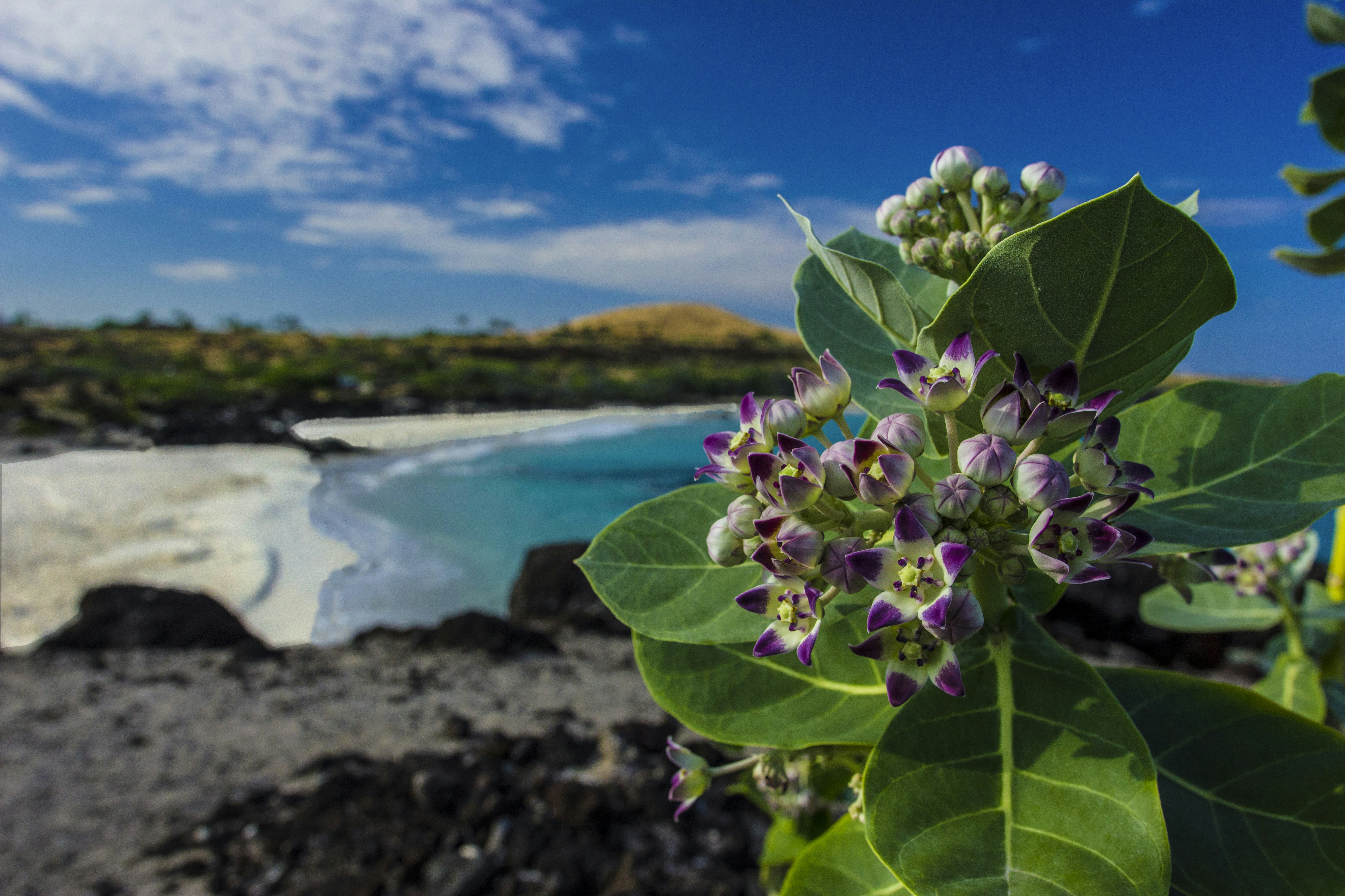 Kalaoa Photos | Télécharger des images gratuites sur Unsplash