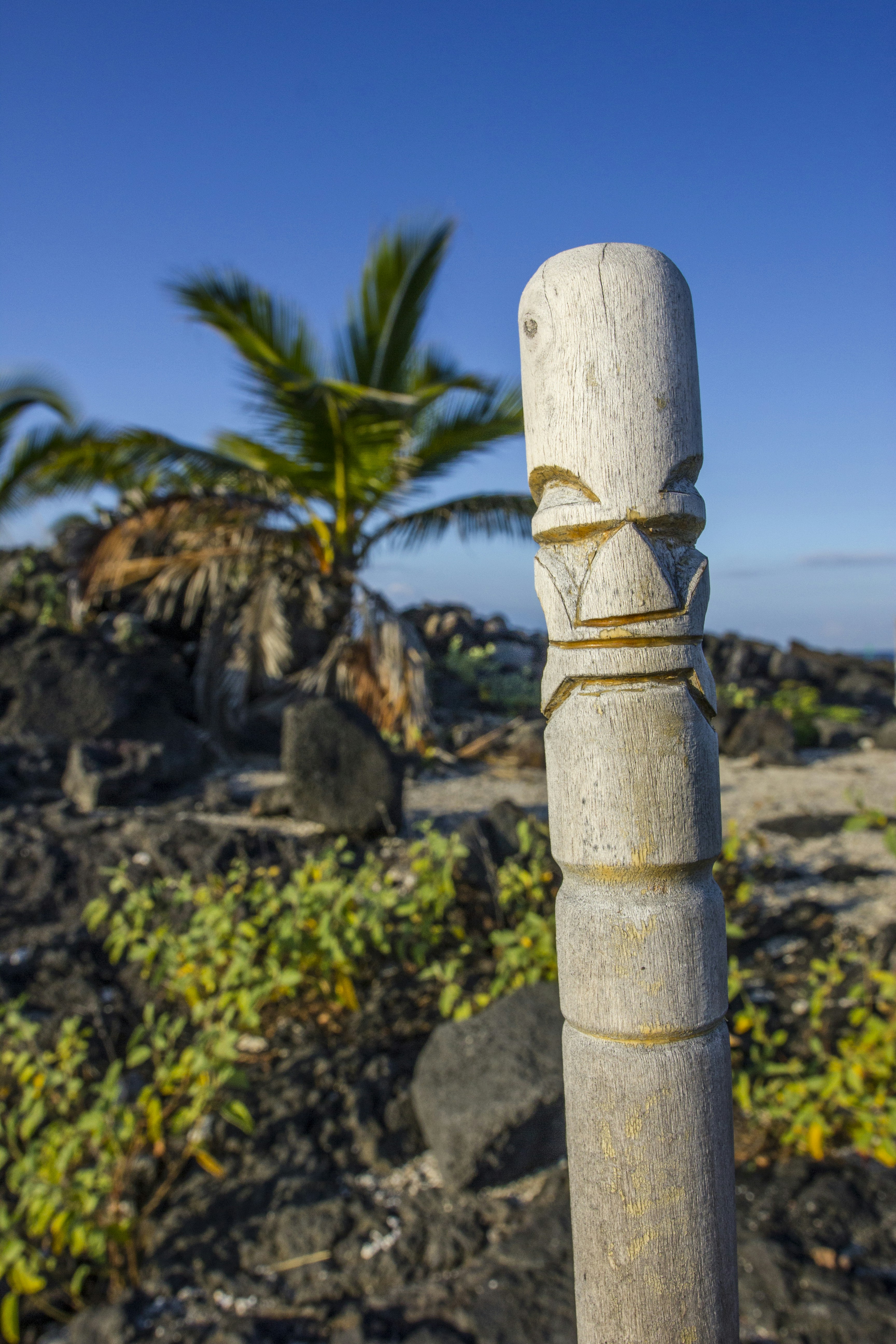 A stone post with a plant growing out of it photo – Free Hawaii Image ...