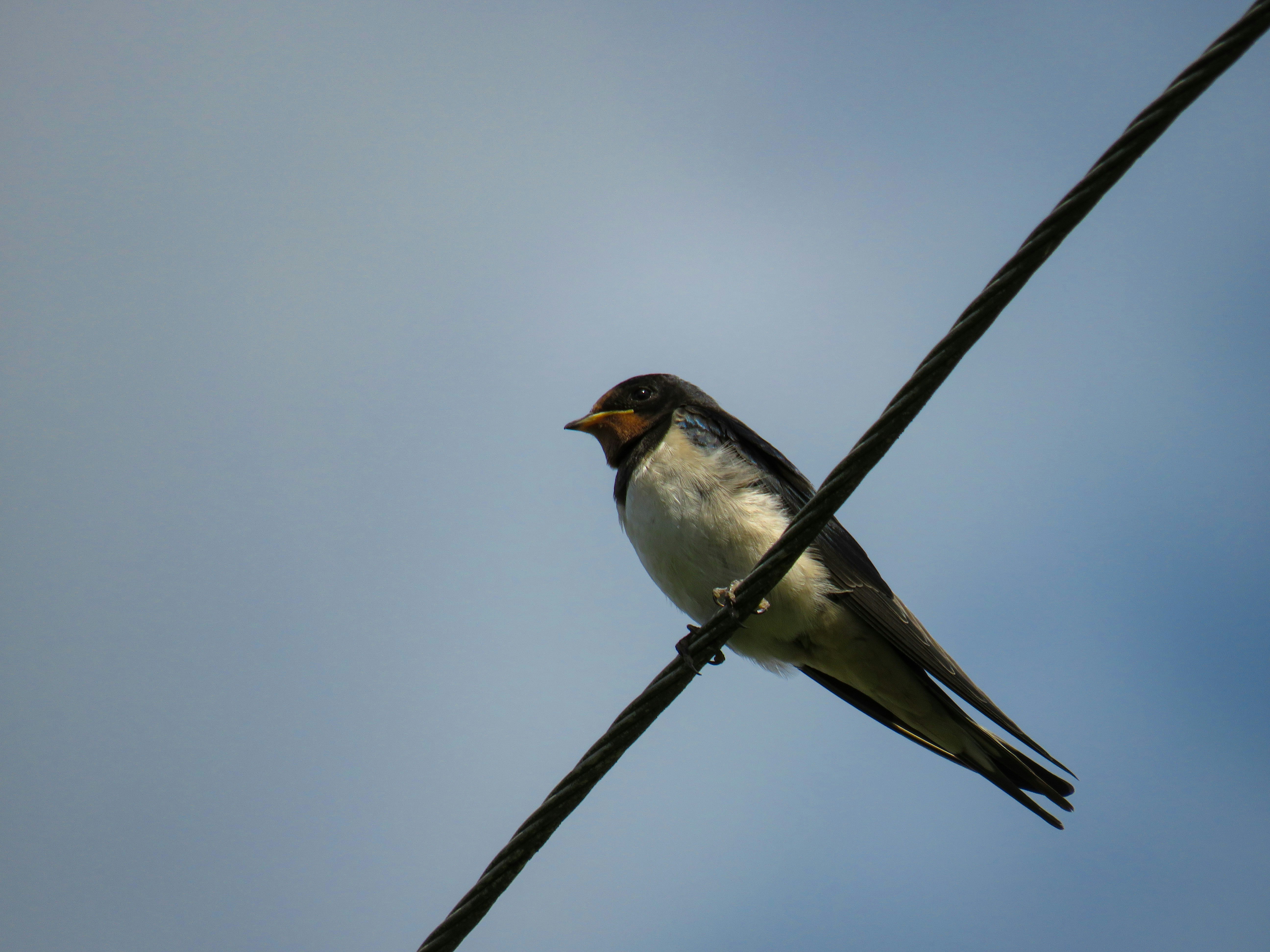 Perched on a Wire: a barn swallow against a serene blue sky