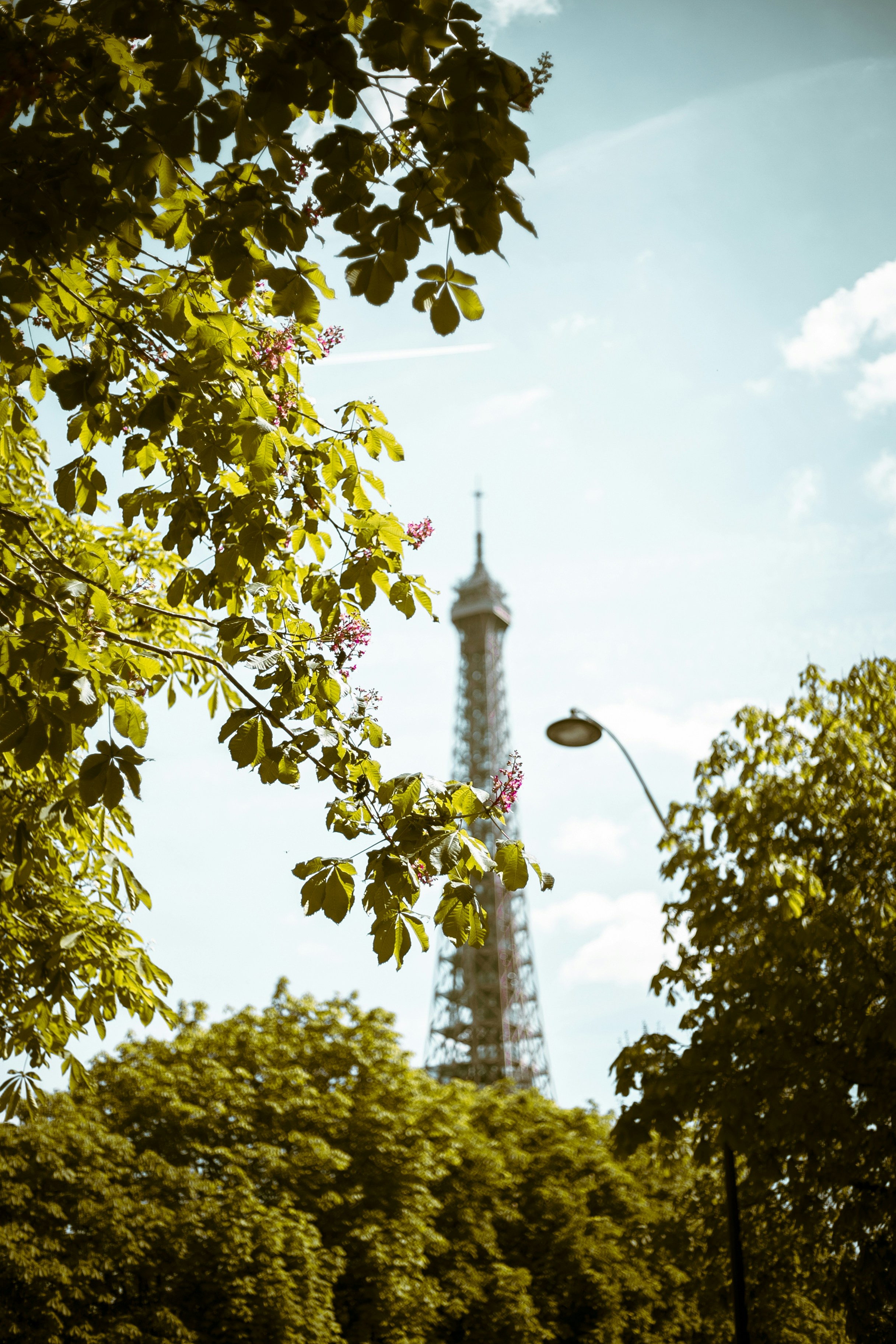 Eiffel Tower peeks through lush green foliage under a bright sky, showcasing the harmony between architecture and nature.