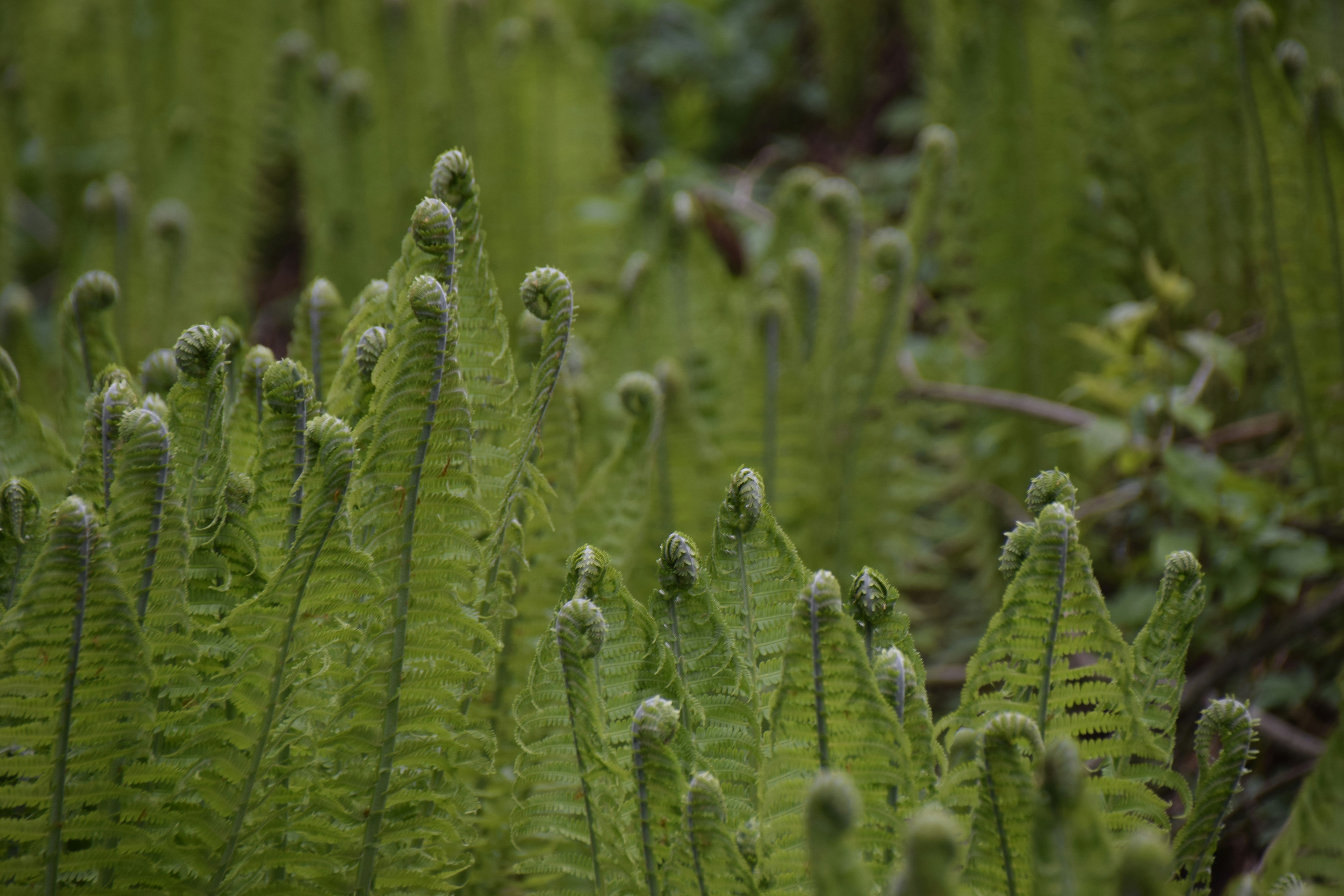Curled Fern Spurs: a Forest Close-Up of New Spring Fiddleheads