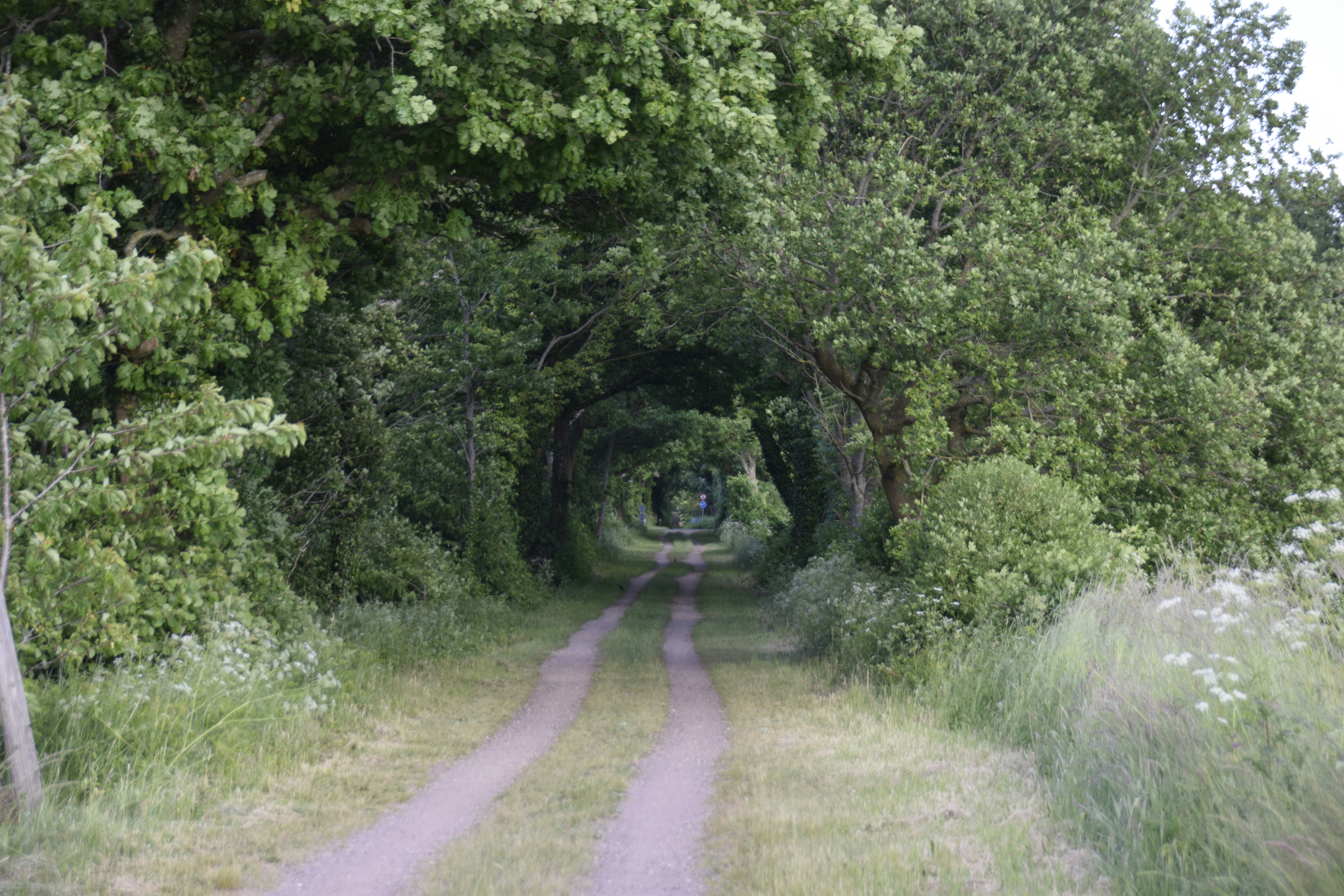 A winding dirt path leads through a lush canopy of trees, creating a natural tunnel effect. Soft greenery frames the pathway, inviting exploration.