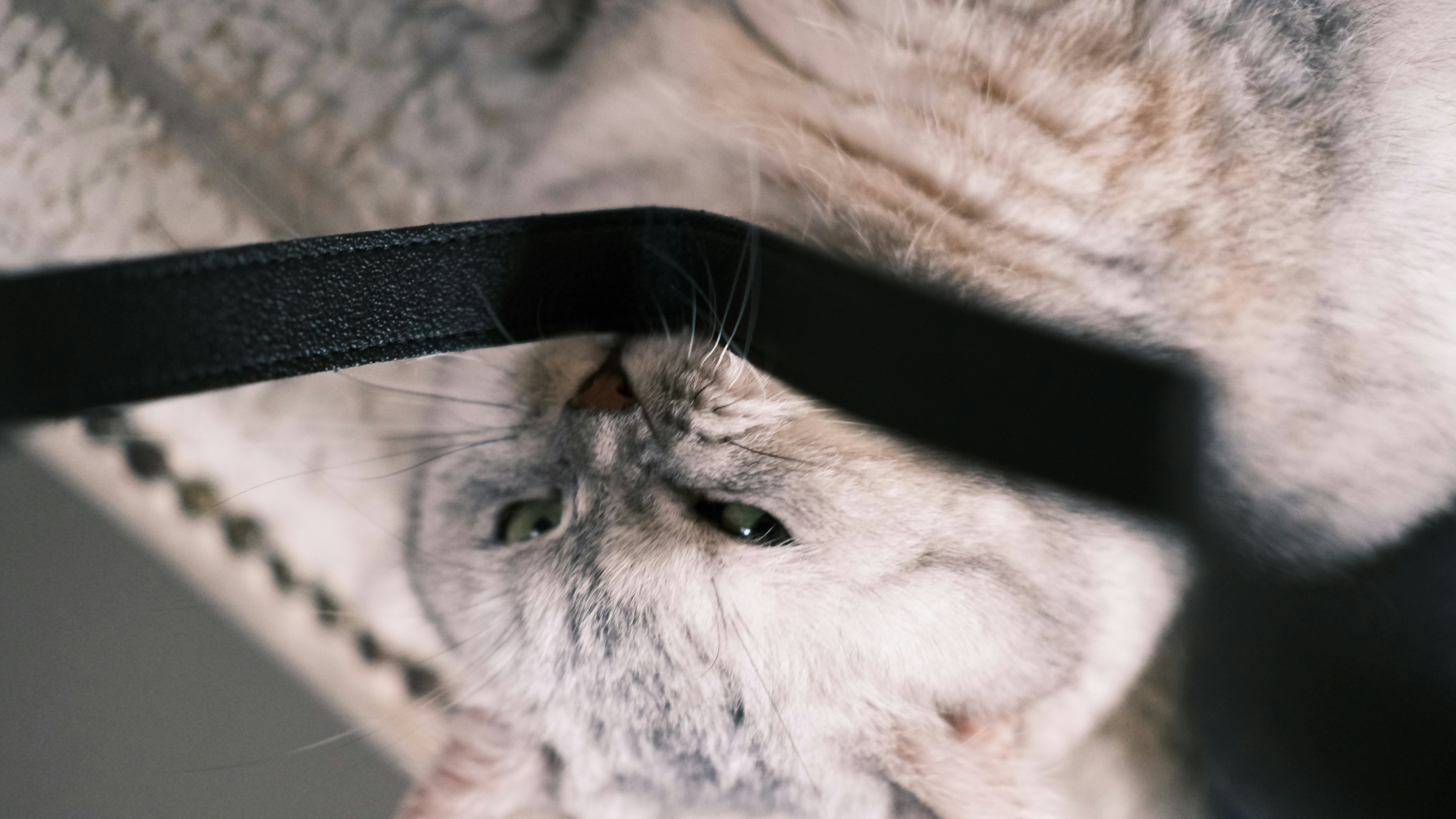 Gaze Through a Strap: A Close-Up Cat Portrait