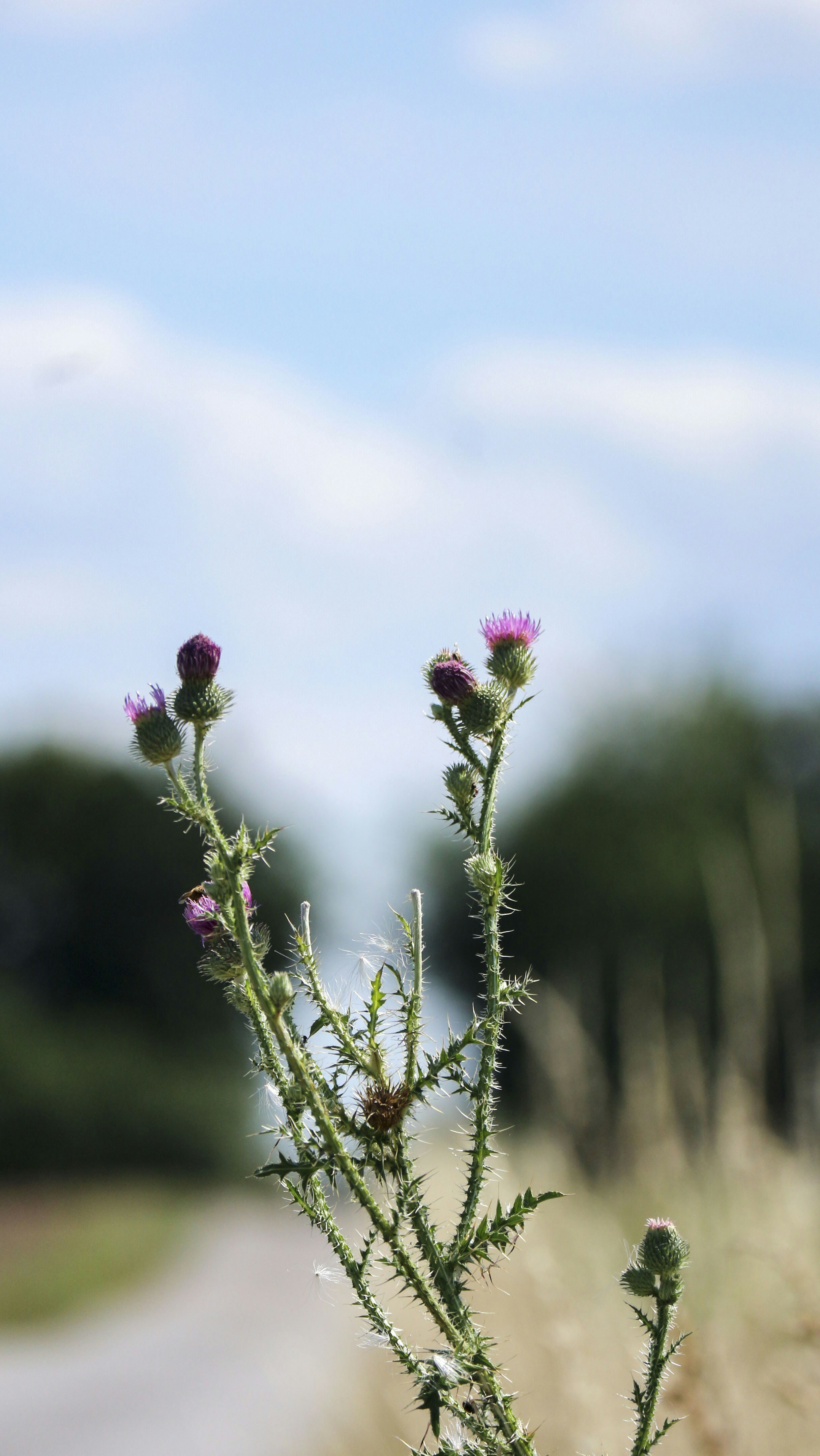Thistle Rising at the Edge of the Road
