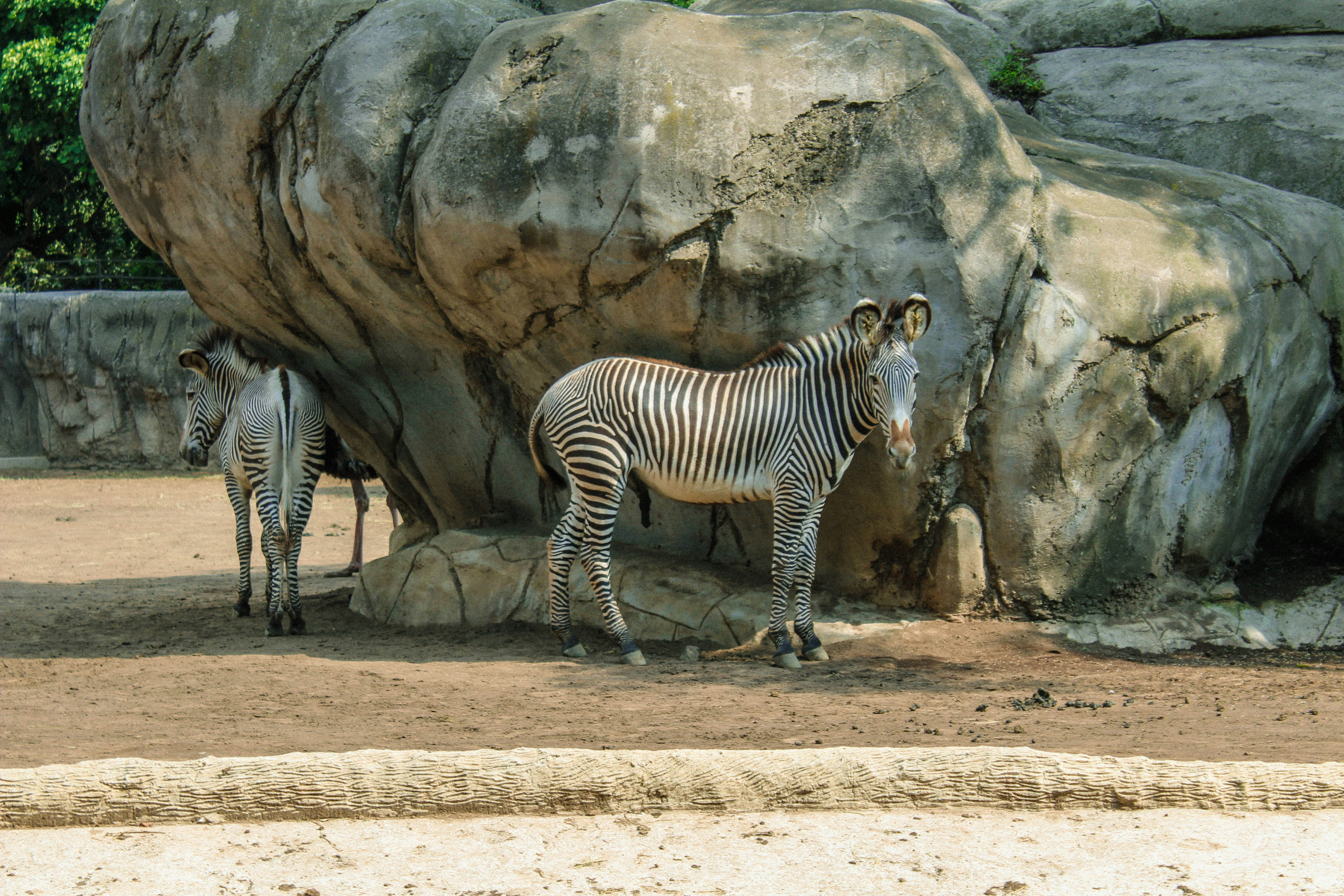 Two zebras stand near a large rock formation in a zoo, showcasing their distinctive stripes and natural habitat.