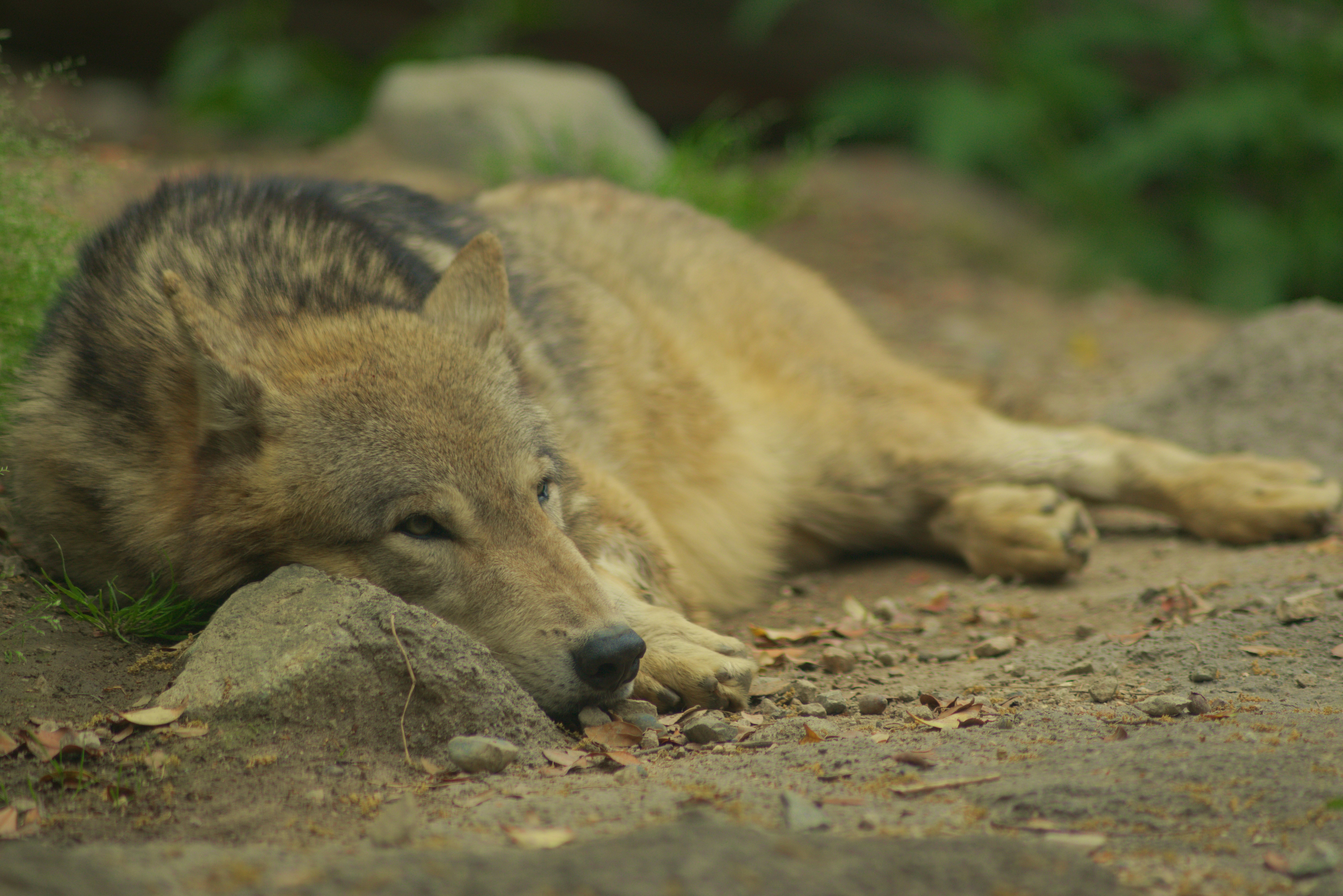 A couple of animals lying on the ground photo – Free Image on Unsplash