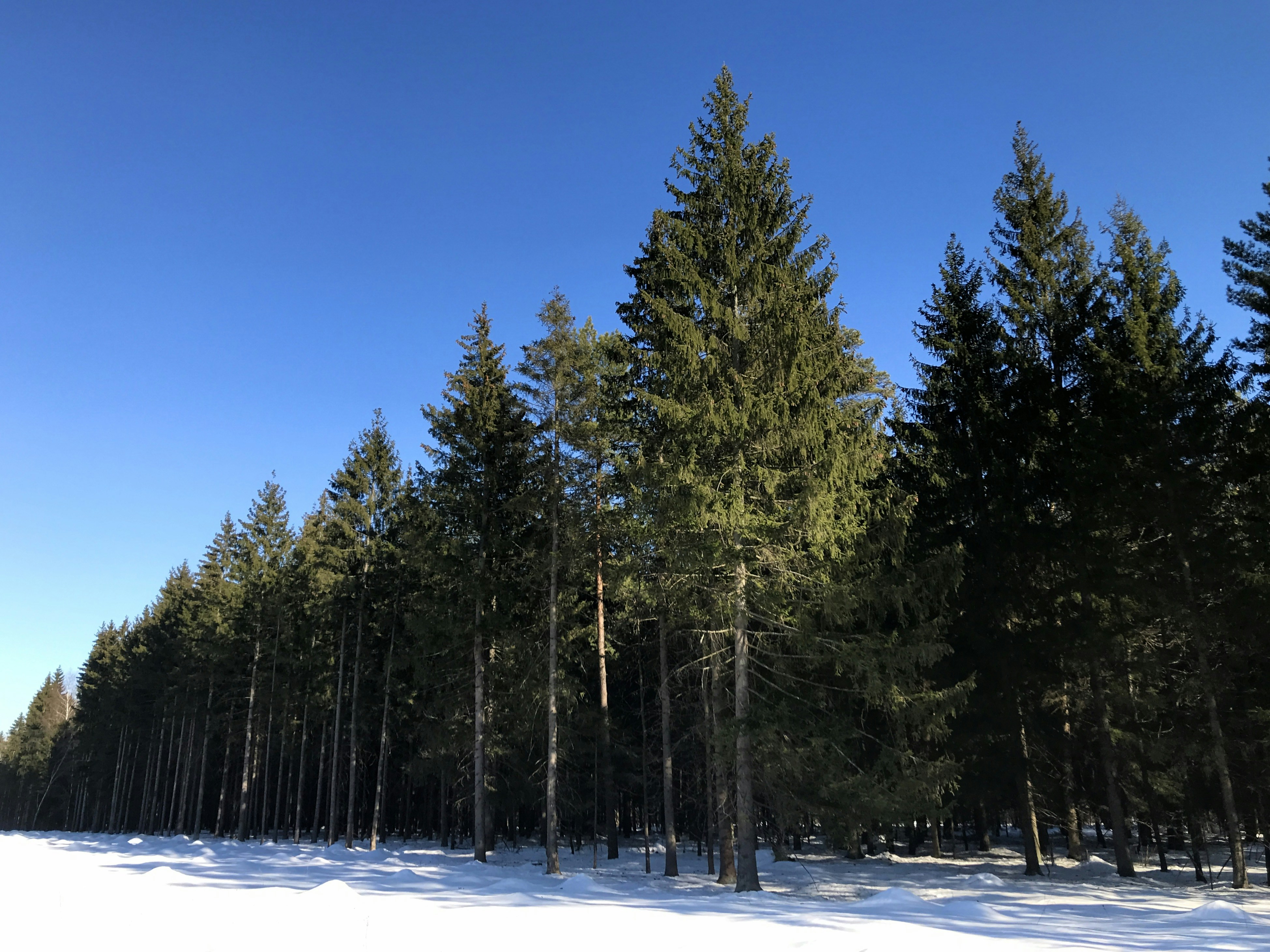 Sunlit Pines at the Edge of Snow
