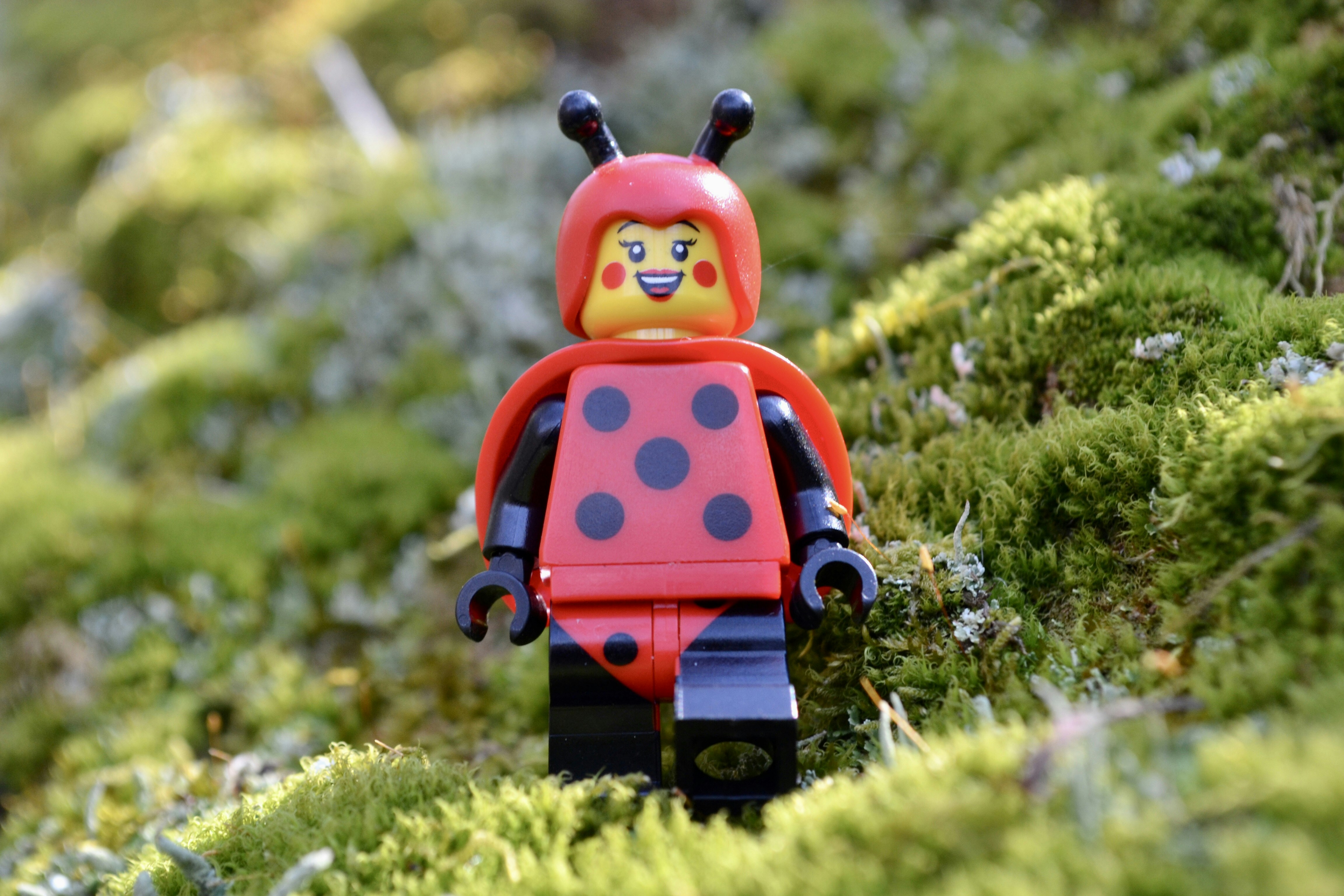 Ladybug