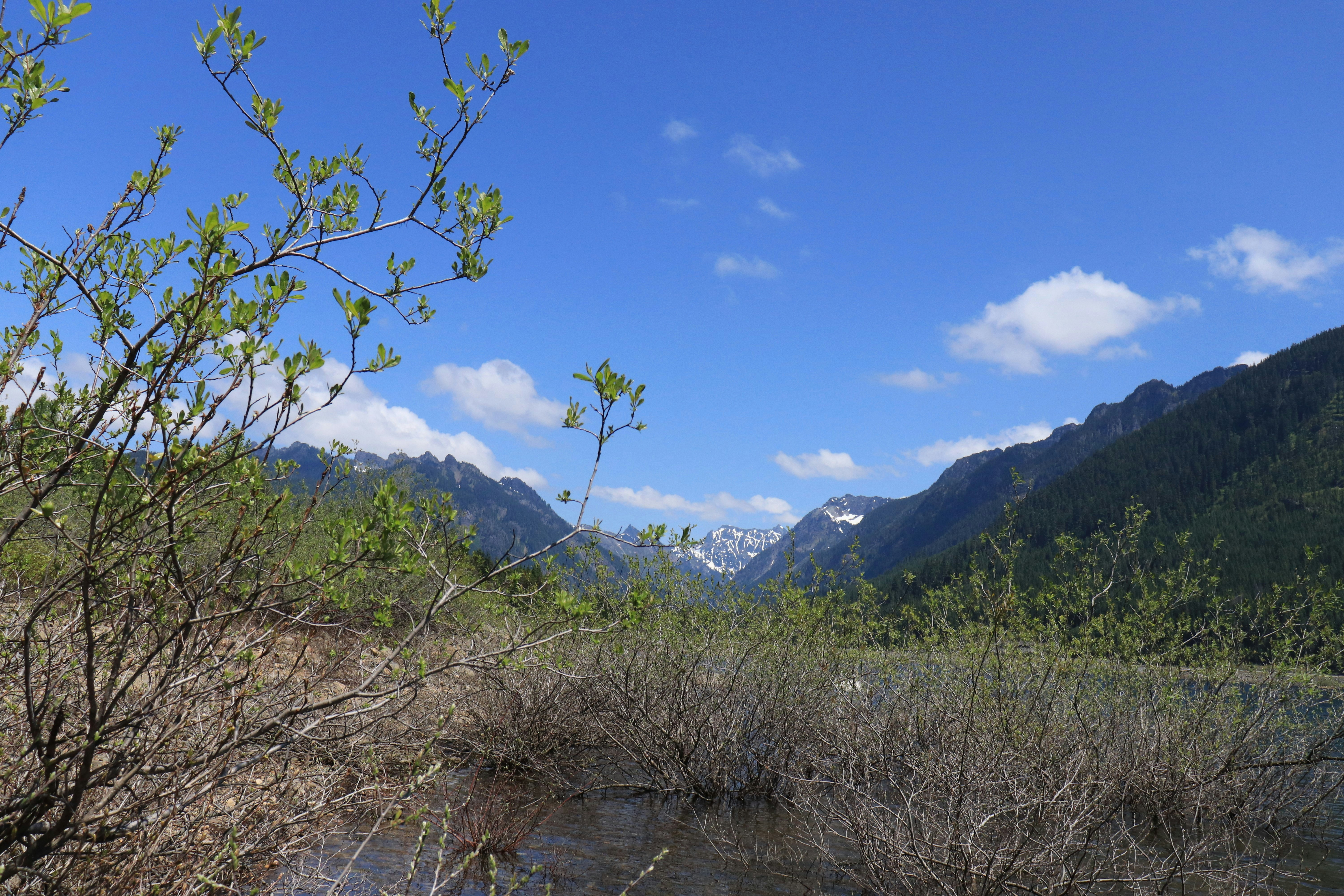 Emerging Greenery Against Majestic Peaks