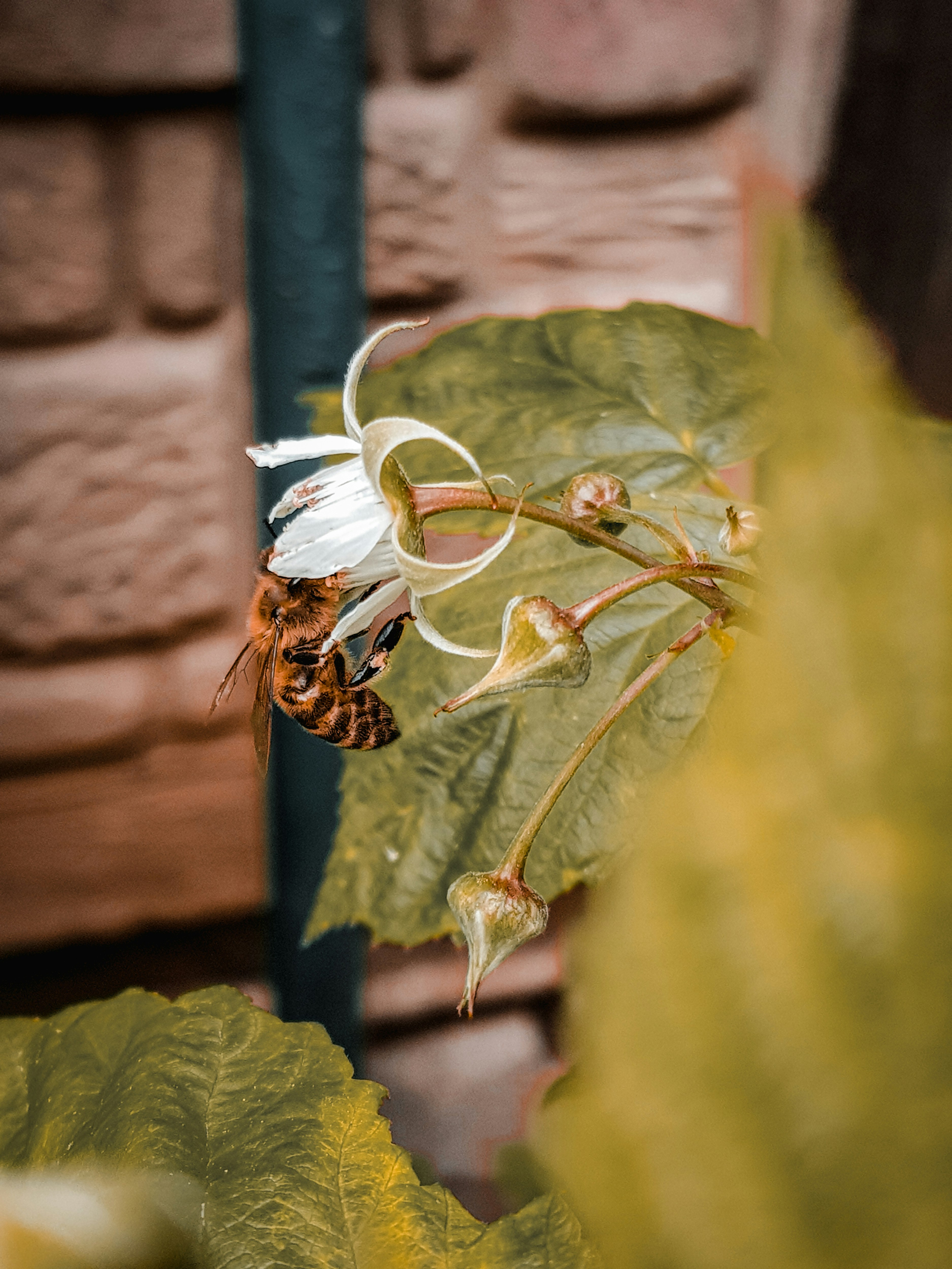 Honeybee in Tender Orbit: Bloom and Bristle