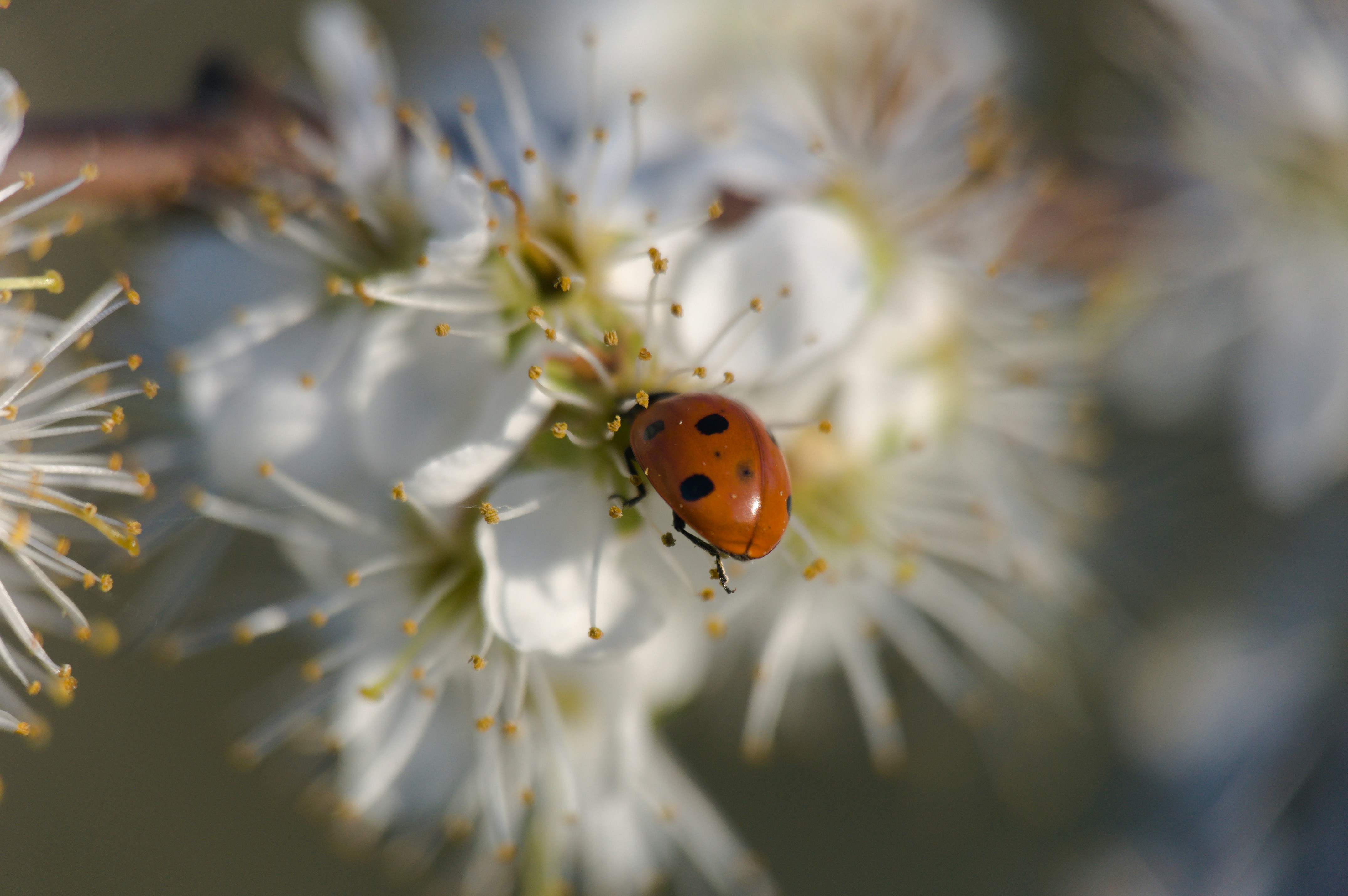 A ladybug on a white flower photo – Free Ukraine Image on Unsplash