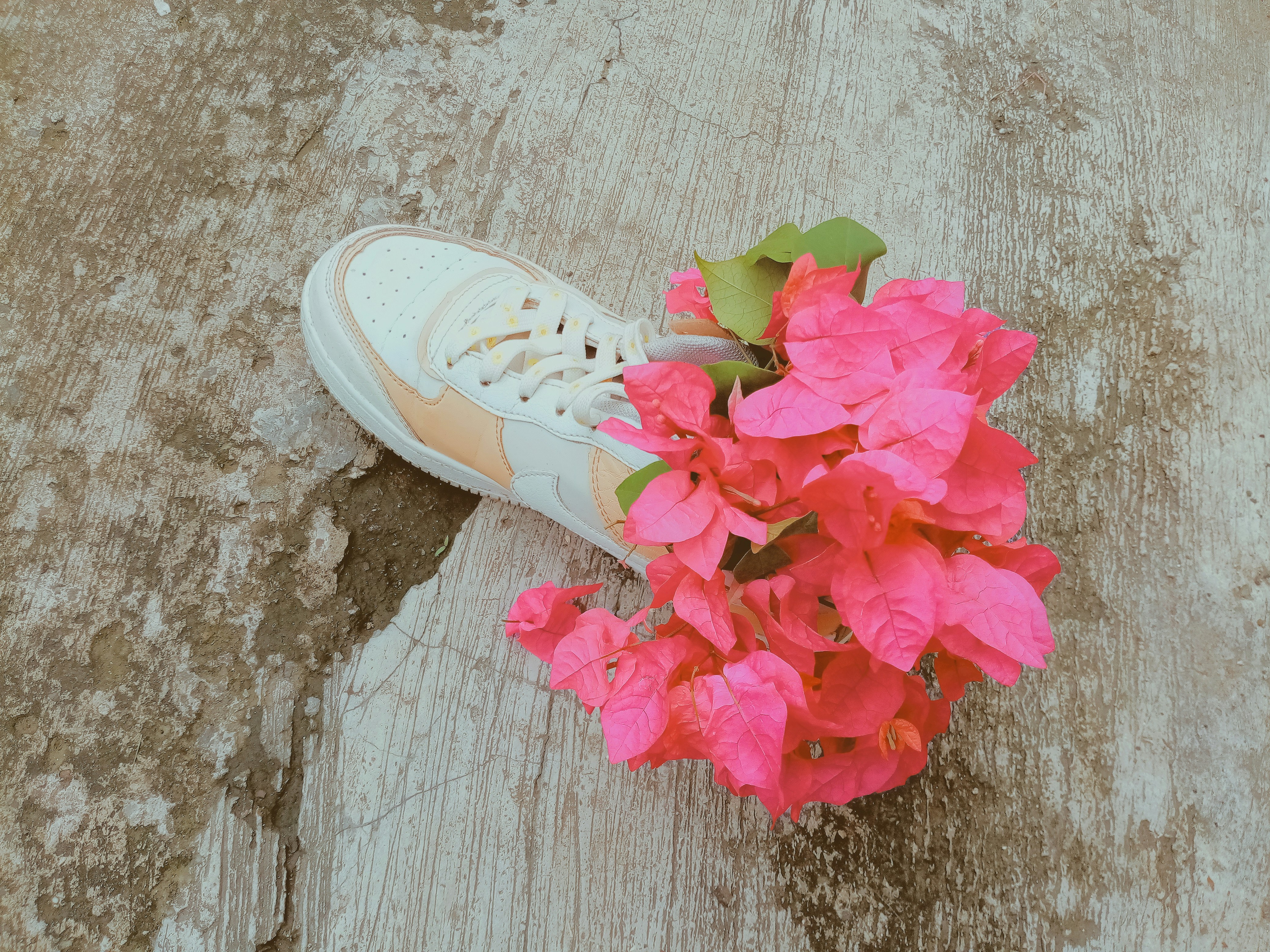 Pink Bougainvillea on Weathered Wood: A Quiet Color Study with a Sneaker