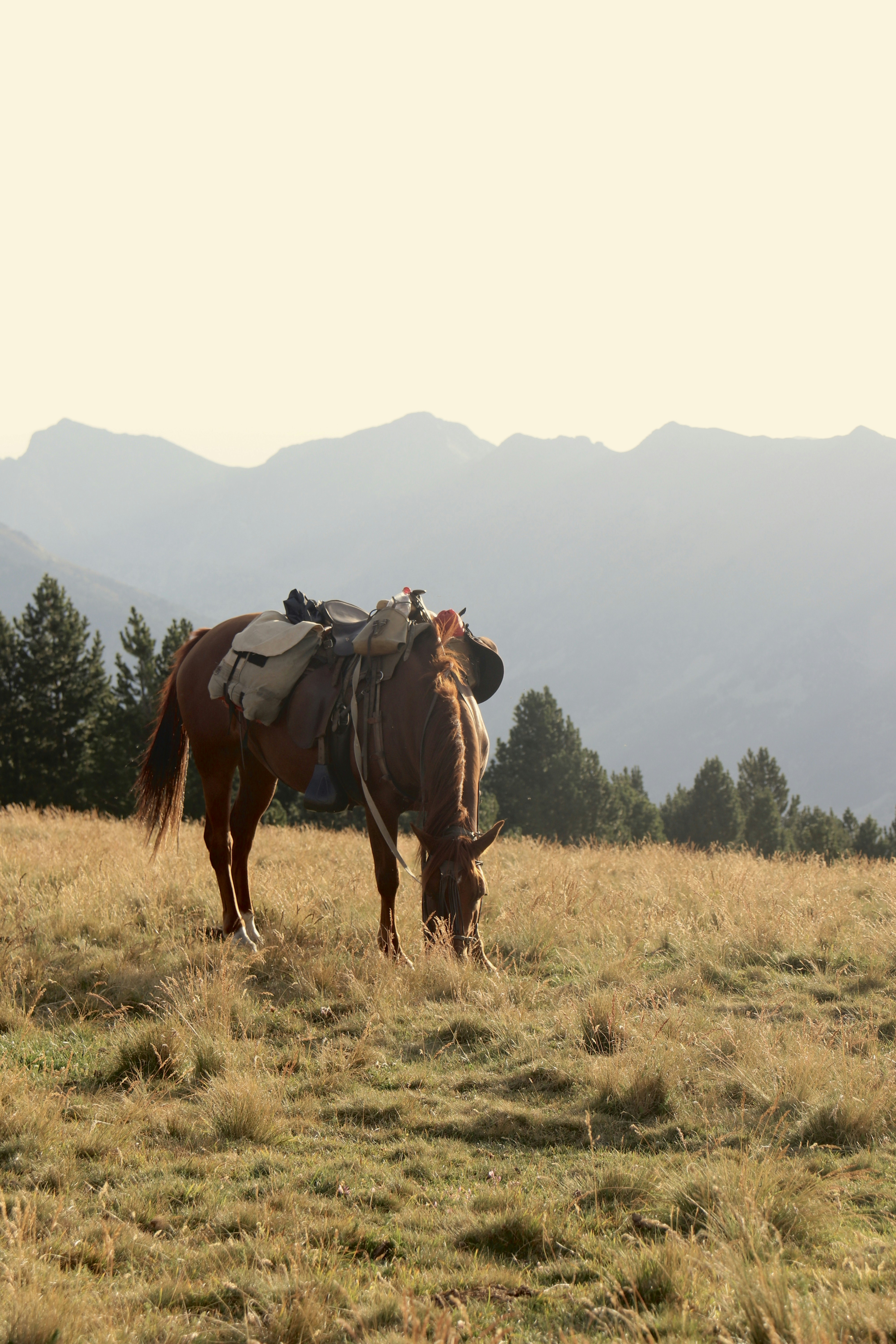 A couple of horses stand near each other photo – Free Nature Image on ...