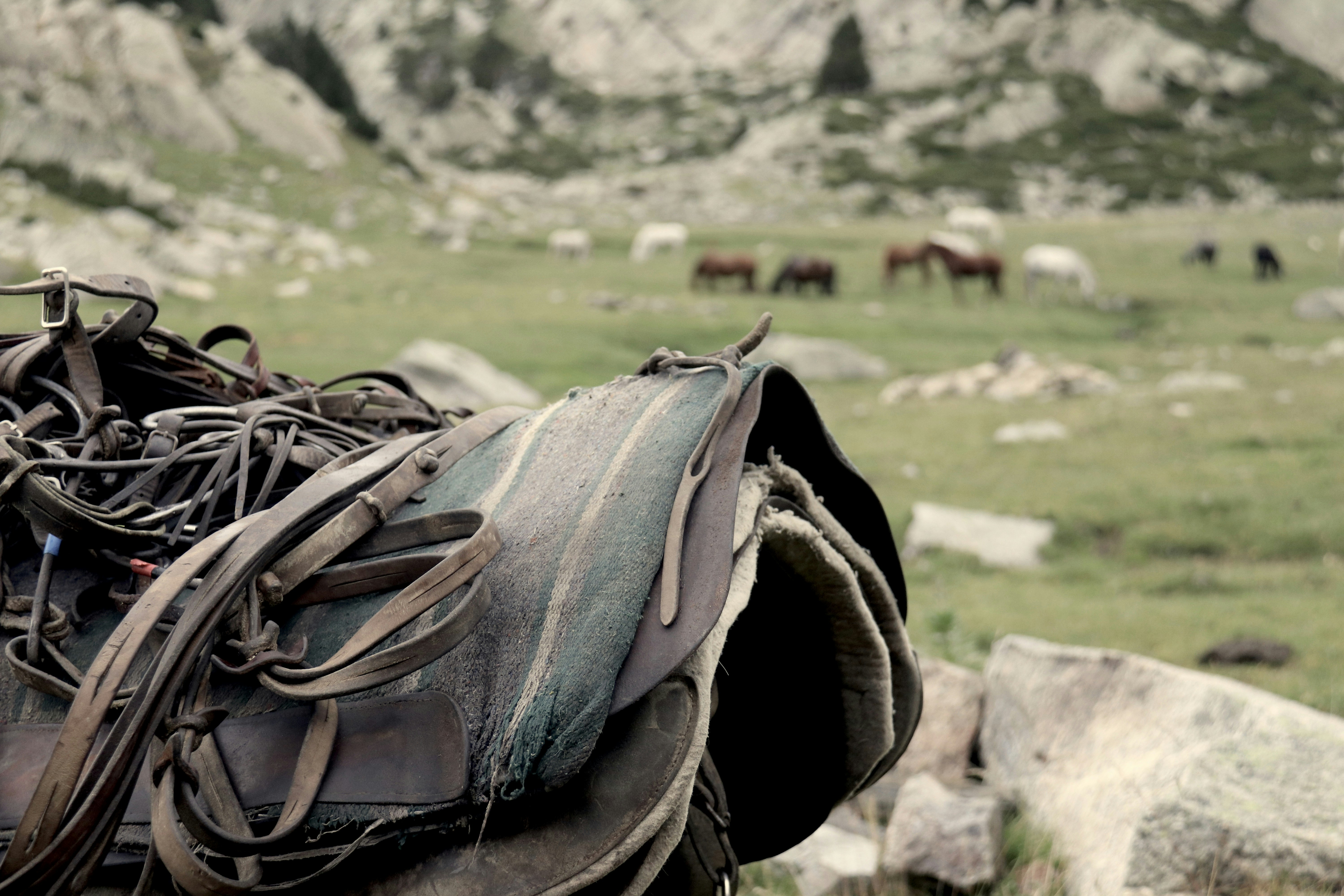 Weathered Saddle in a Quiet Alpine Meadow