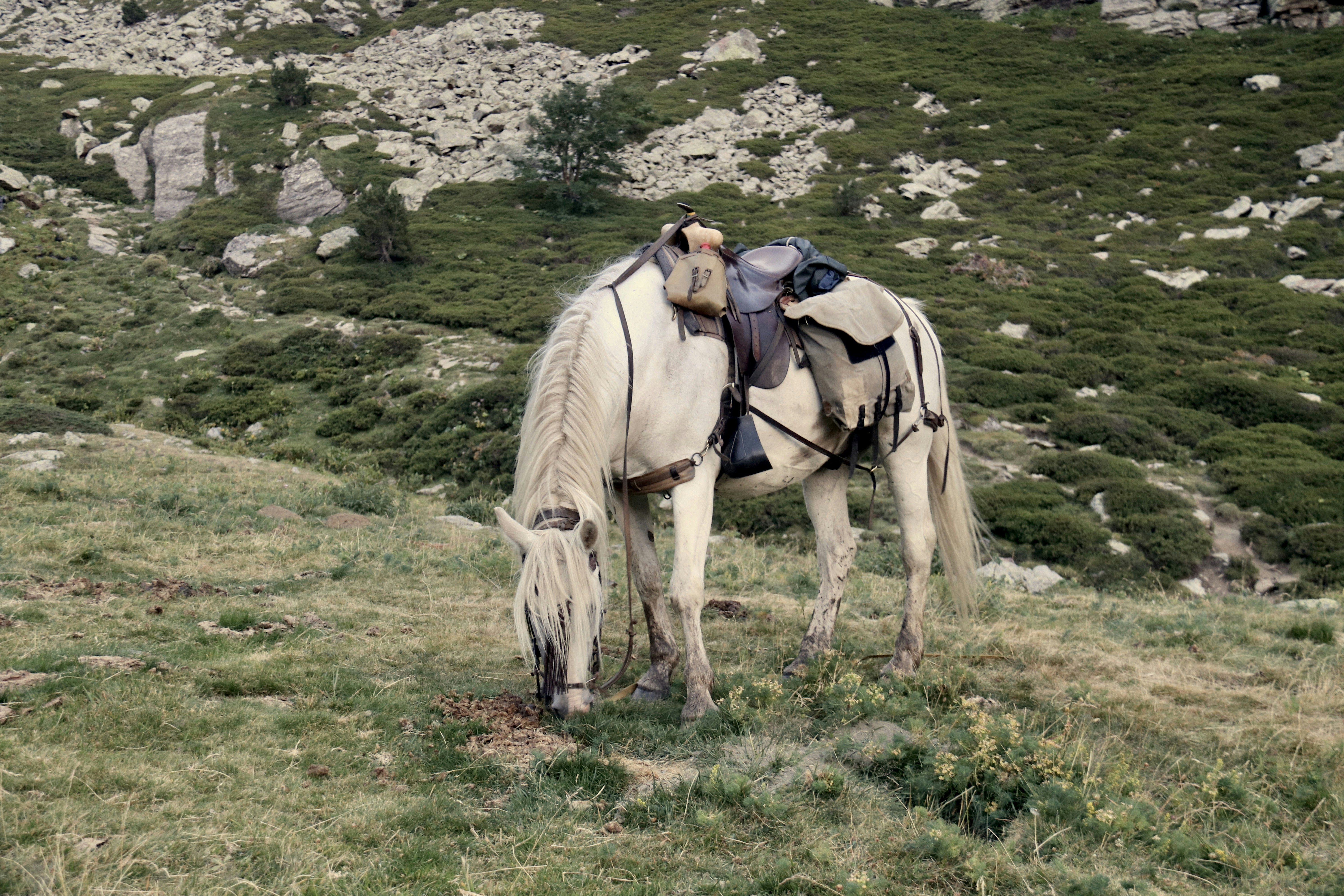 Foto Un par de caballos se paran uno cerca del otro – Imagen Animal ...