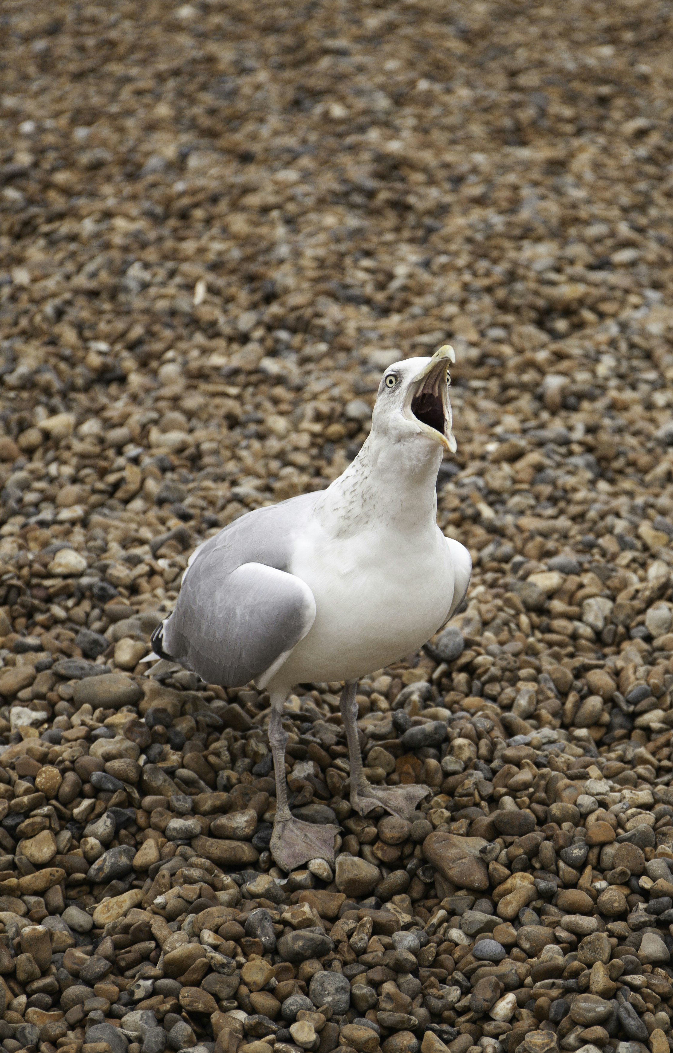 a bird standing on rocks