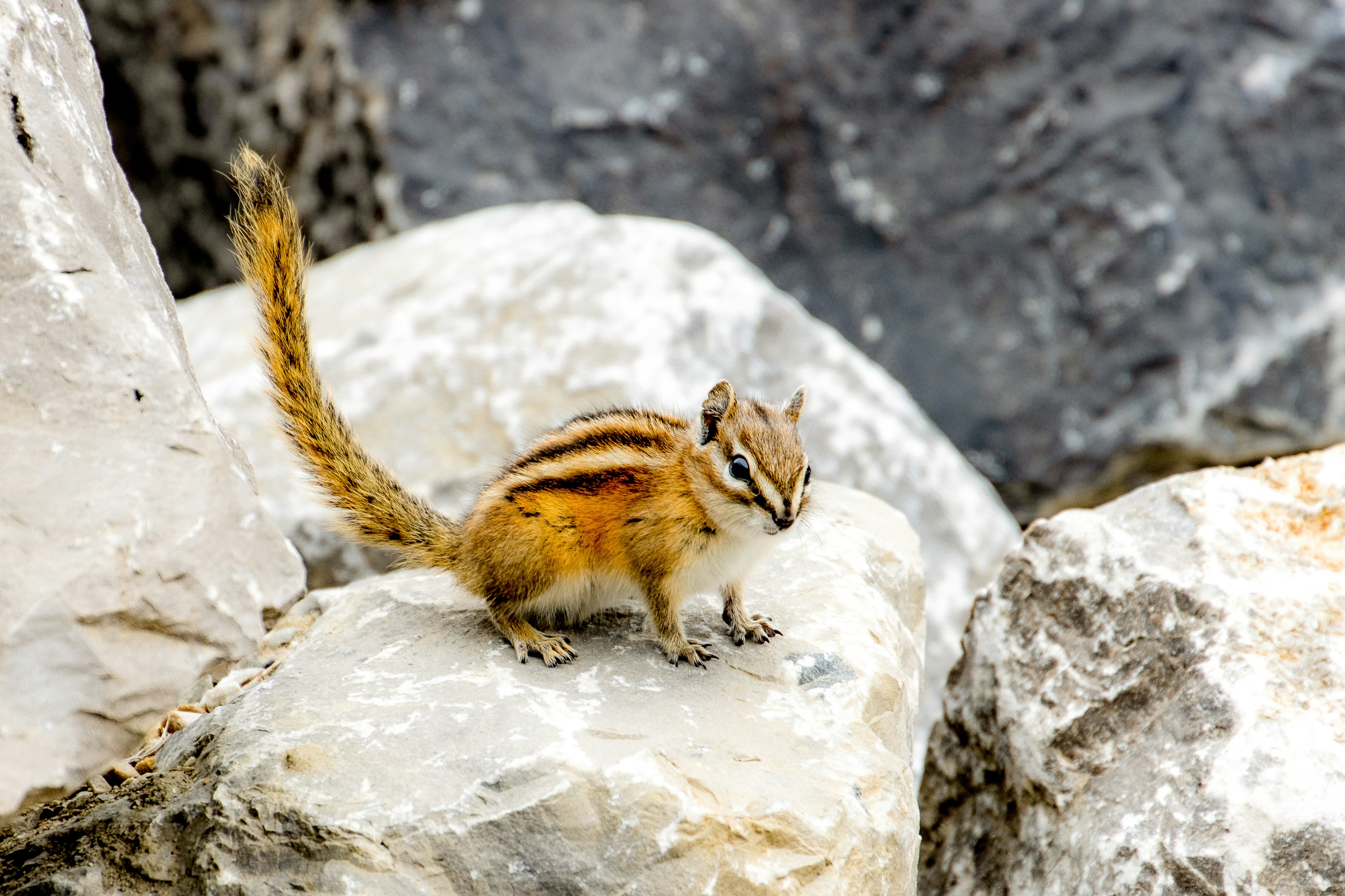 Nature's Nimble Acrobat
