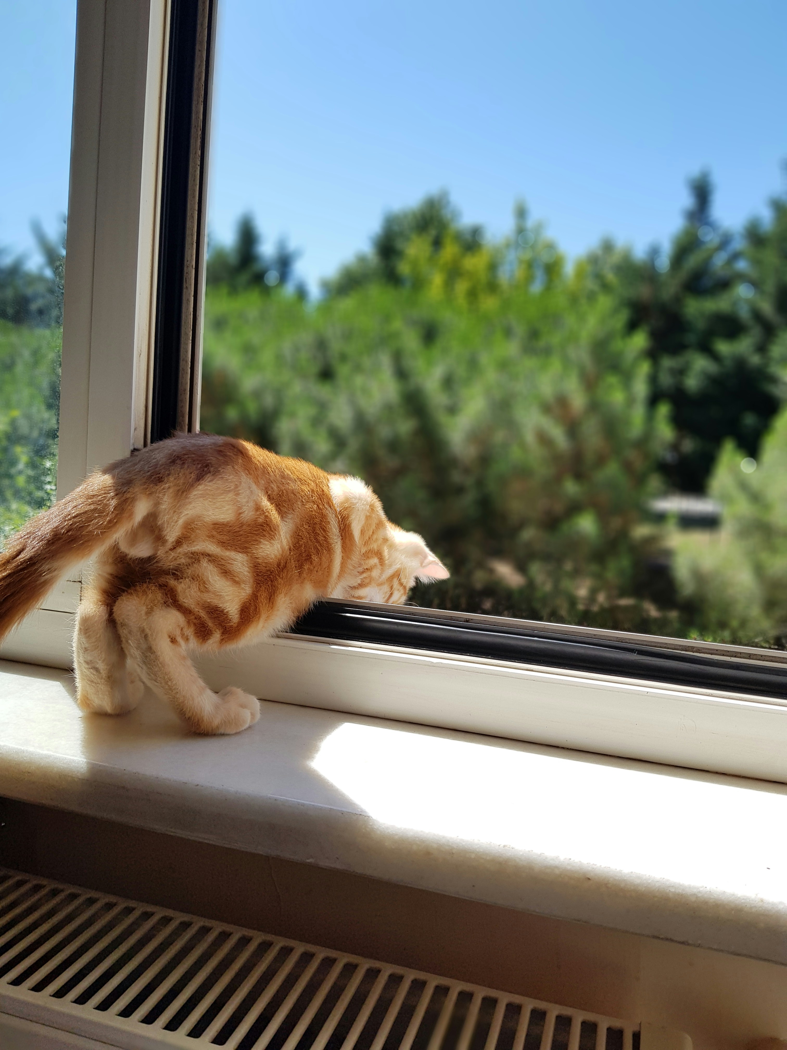 a cat on a window sill