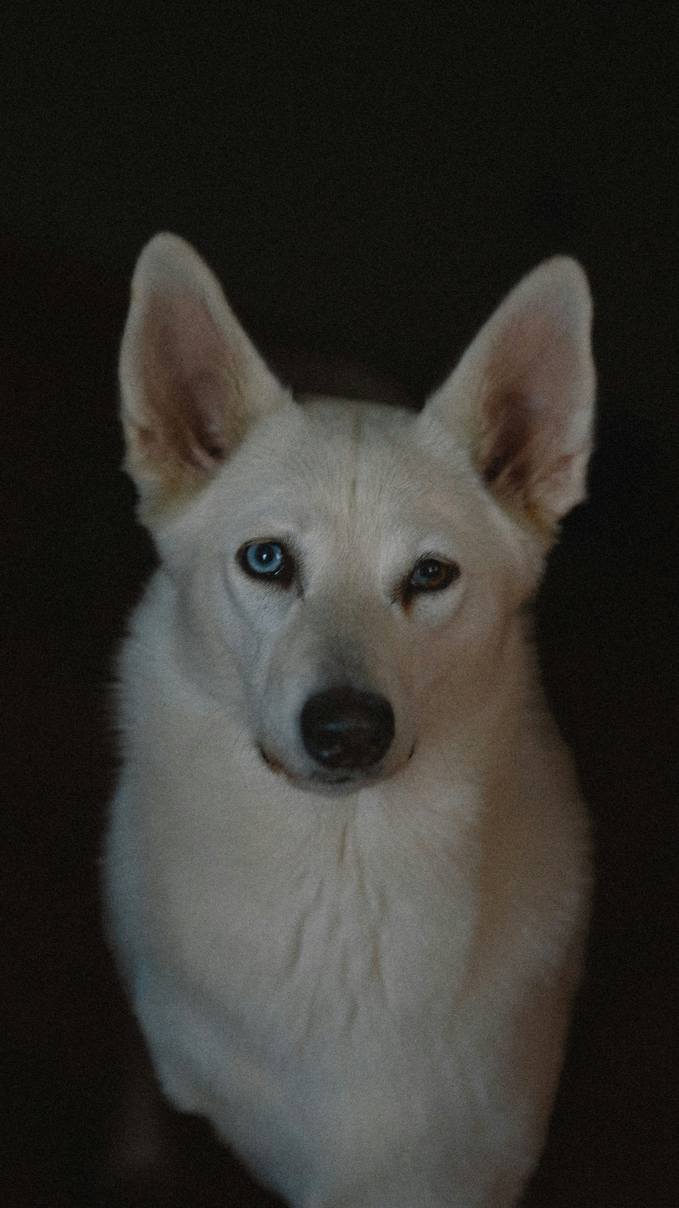 Albino German Shepherd With Blue Eyes