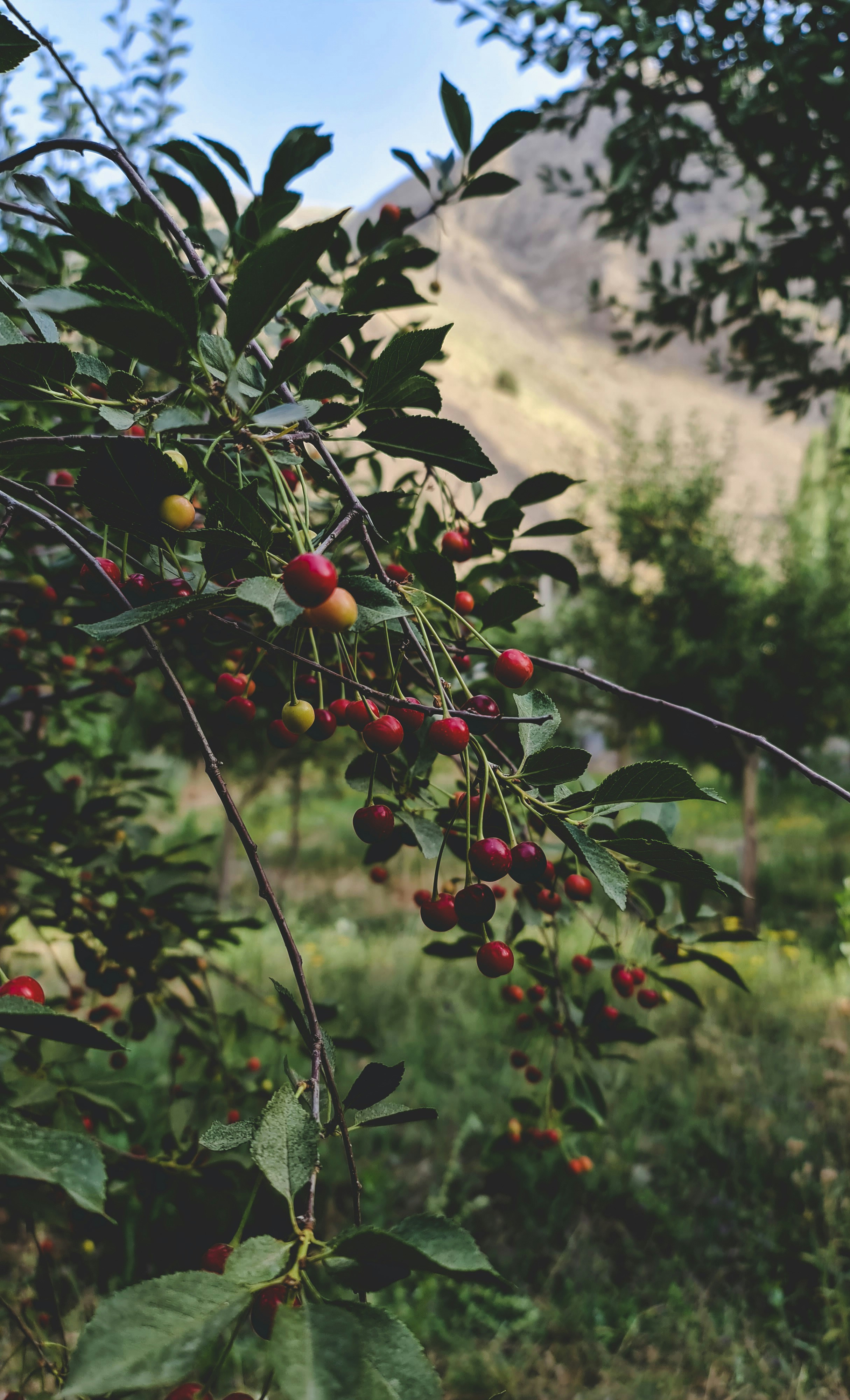 Crimson Clusters on a Leafy Branch in a Sunlit Orchard
