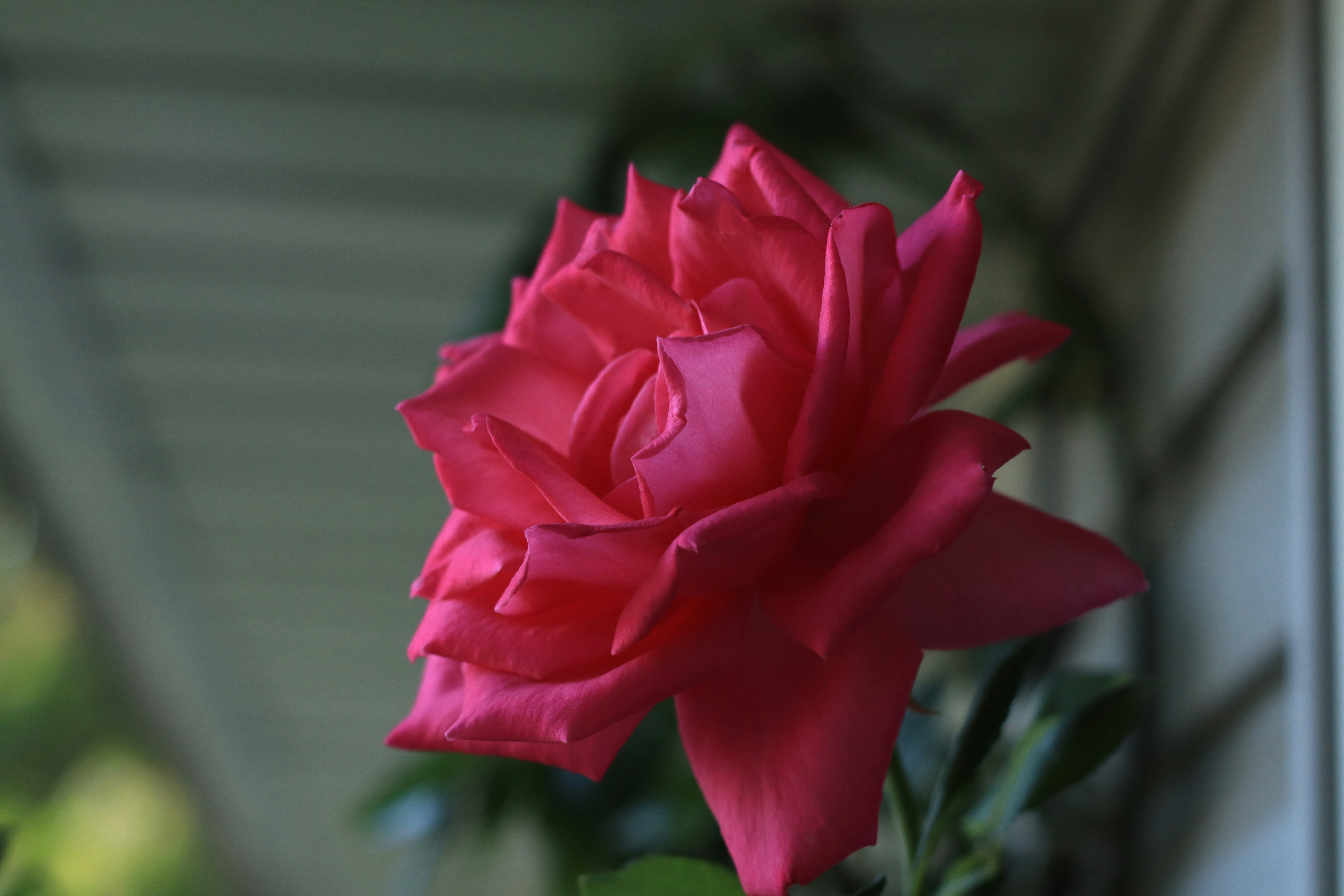 Crimson Rose in a Quiet Porch Portrait