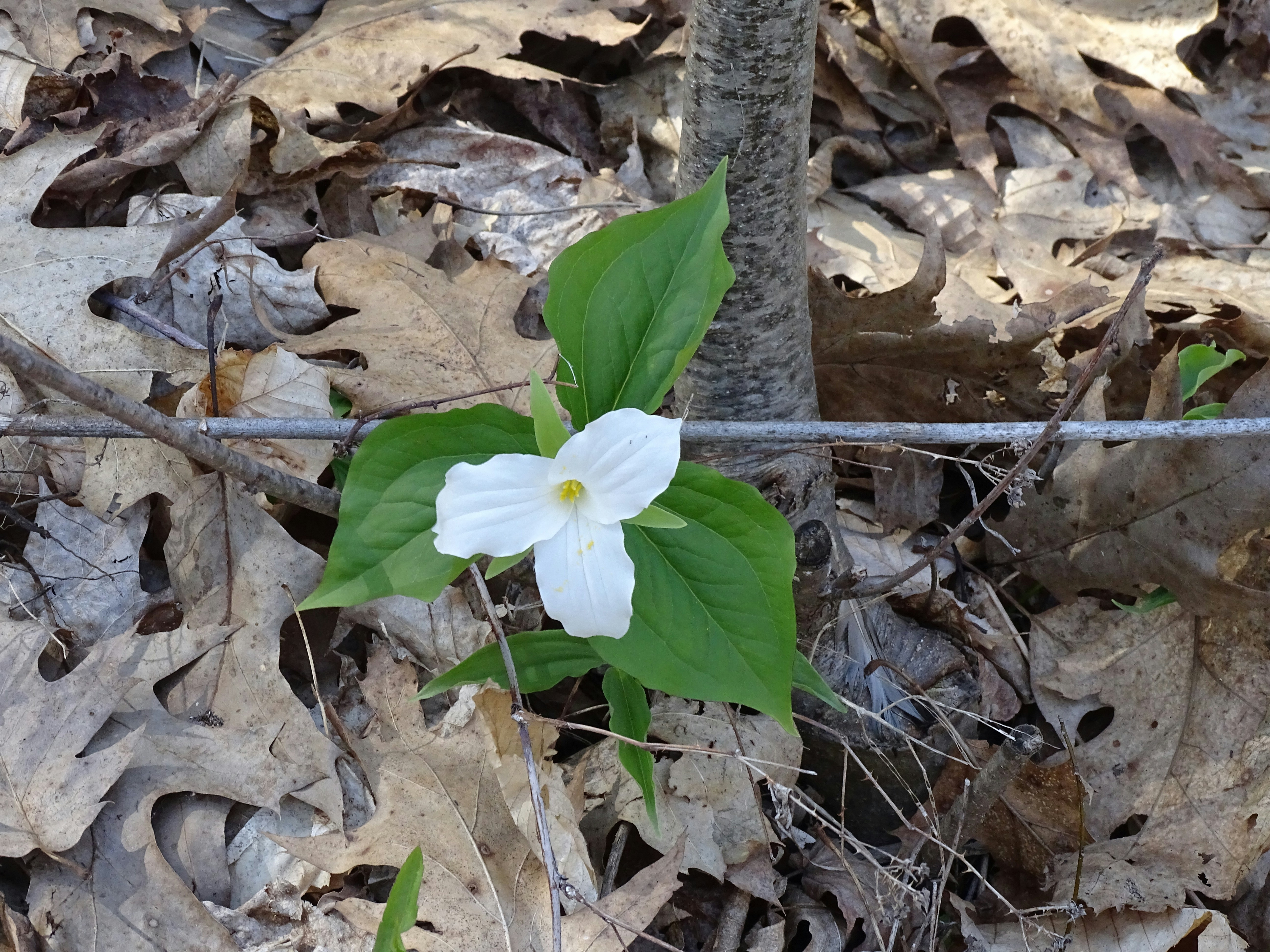 White trillium flower surrounded by fallen leaves in a forest setting.