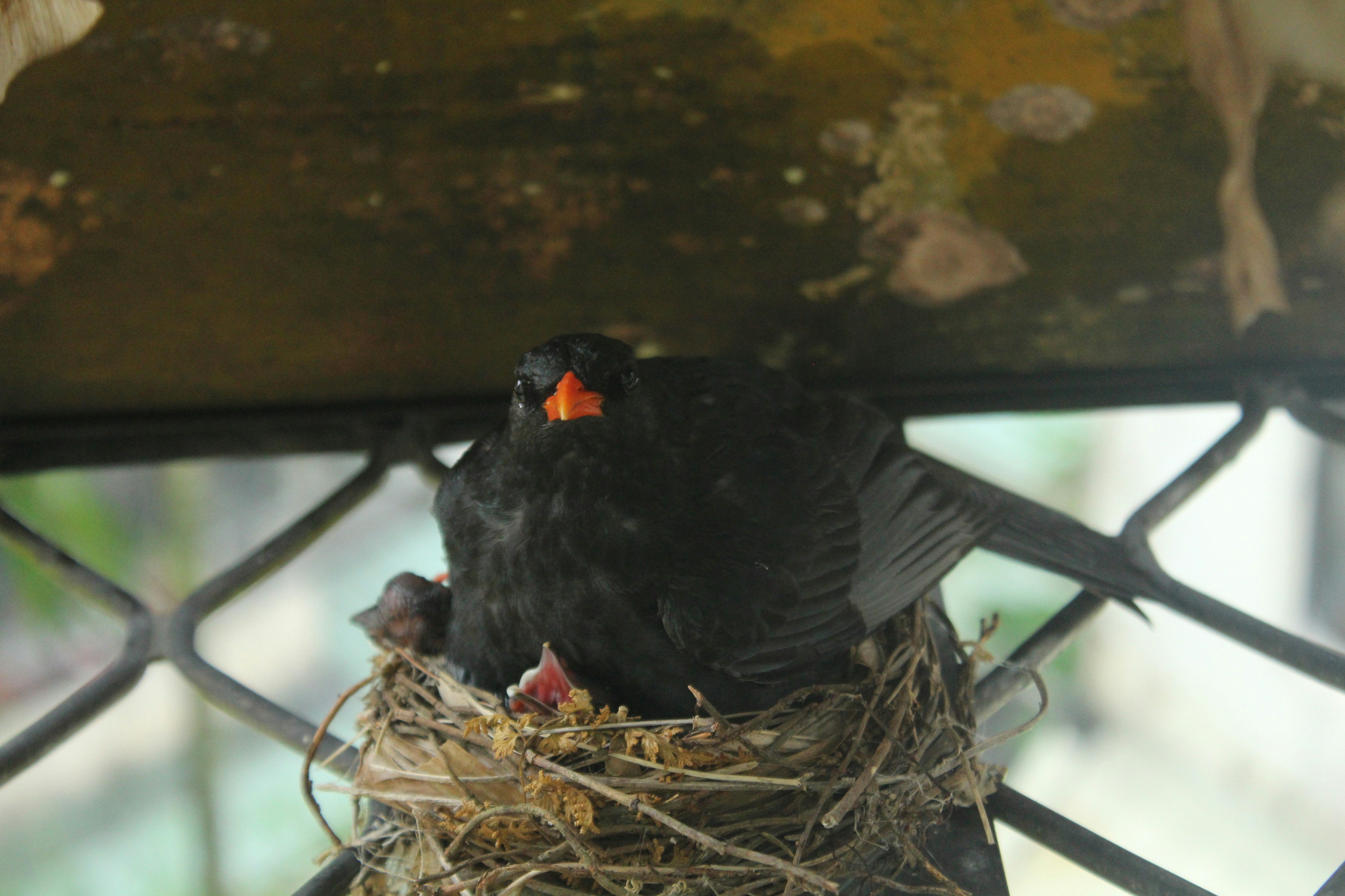 A black bulbul (Hypsipetes leucocephalus) protected its nestlings on a rainy day.
The photo was shot through my bedroom window.